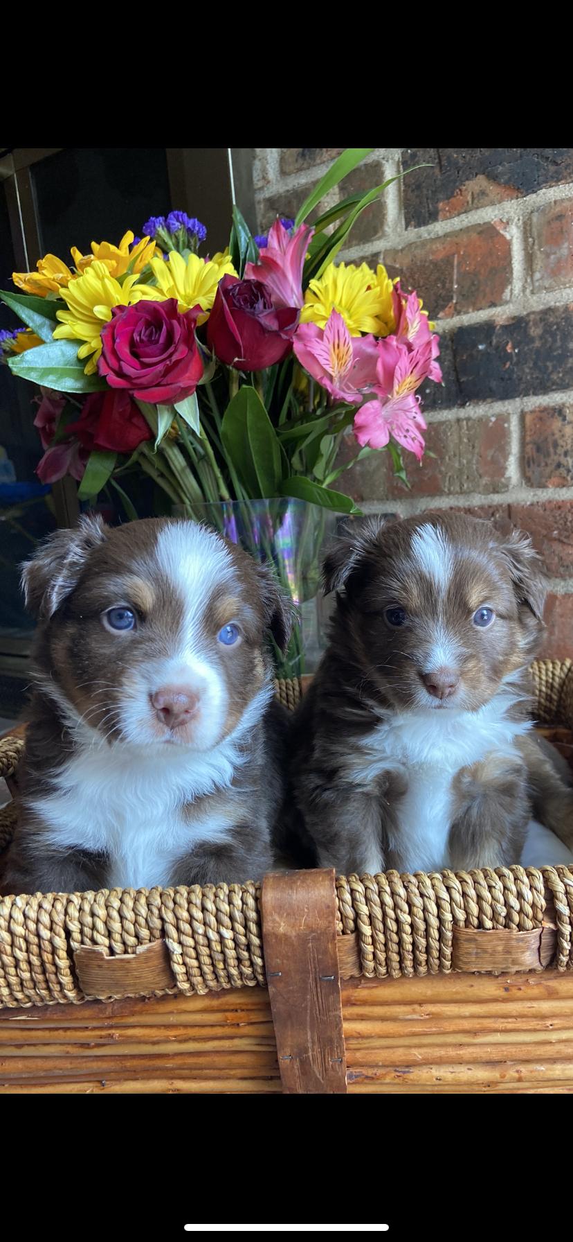 Mels Mini Aussies in Texas | Miniature Australian Shepherd puppies ...