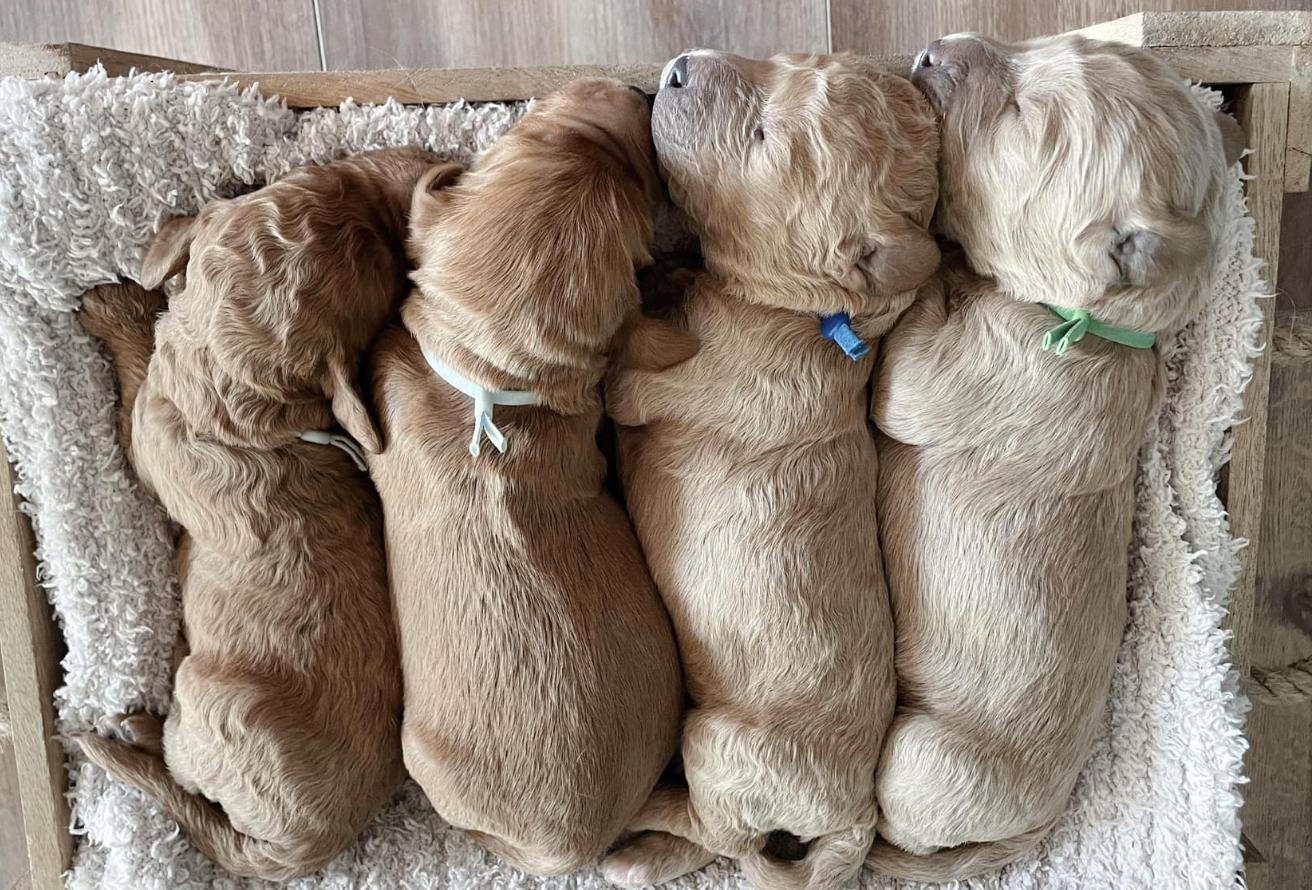 Sunshine Doodles Puppies in Ohio | Goldendoodle puppies | Good Dog