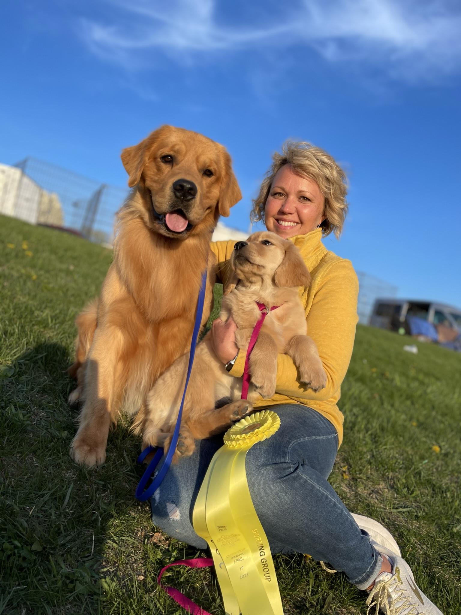 Seven Hills Goldens in Indiana | Golden Retriever puppies | Good Dog