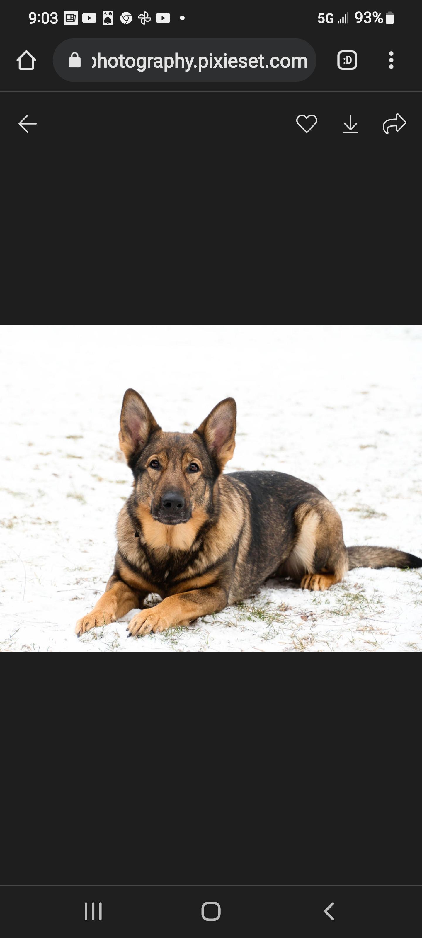 Von Haus Wick German Shepherds in New York | German Shepherd puppies ...