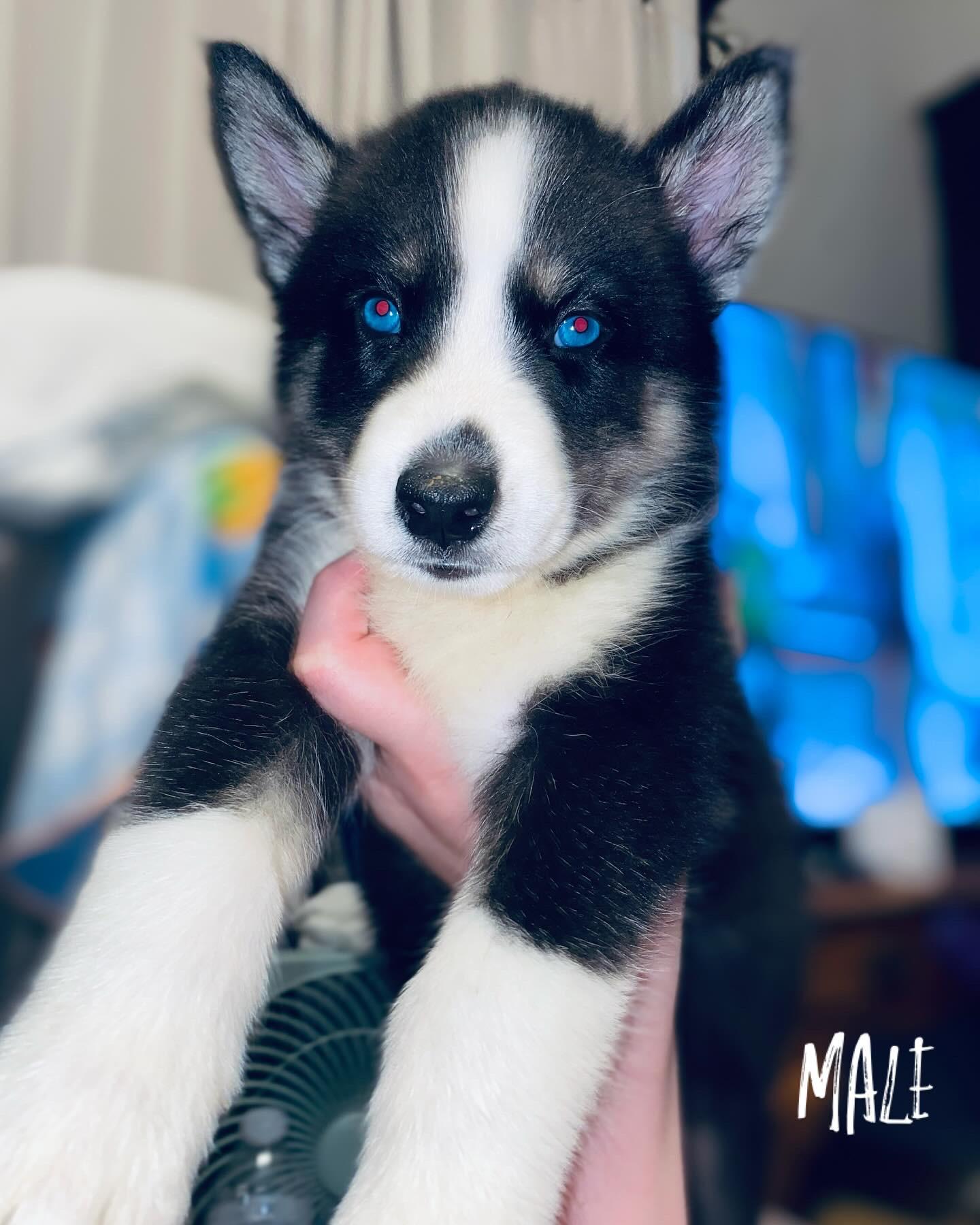 Dances With Huskies in Indiana | Siberian Husky puppies | Good Dog