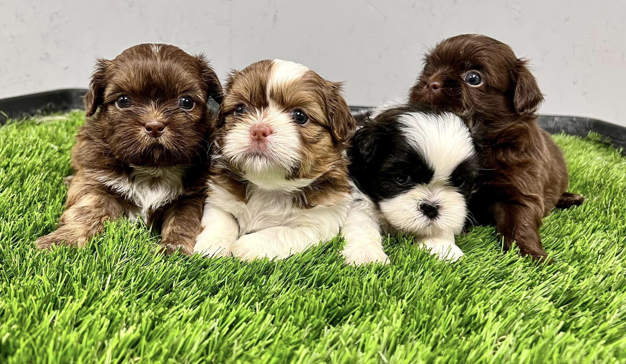 Hollingsworth Shih Tzus in Mississippi | Shih Tzu puppies | Good Dog