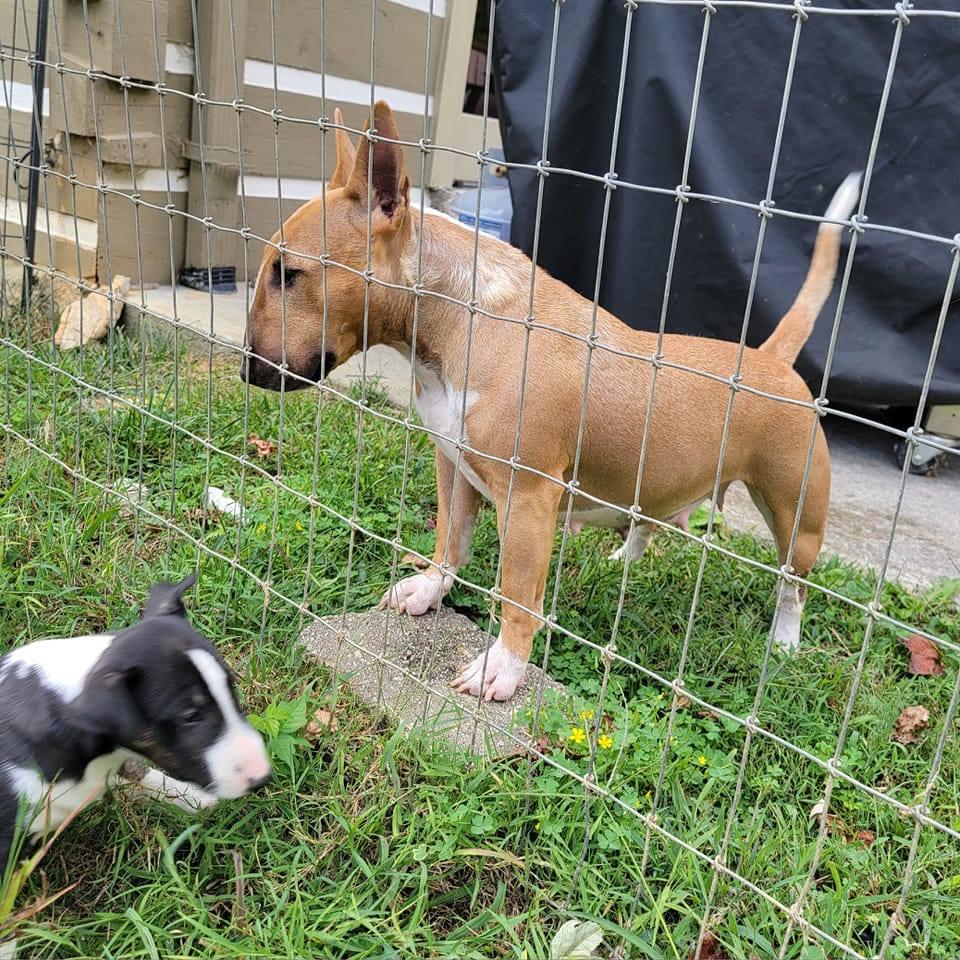 Penderosa Miniature Bull Terriers in Tennessee | Miniature Bull Terrier ...