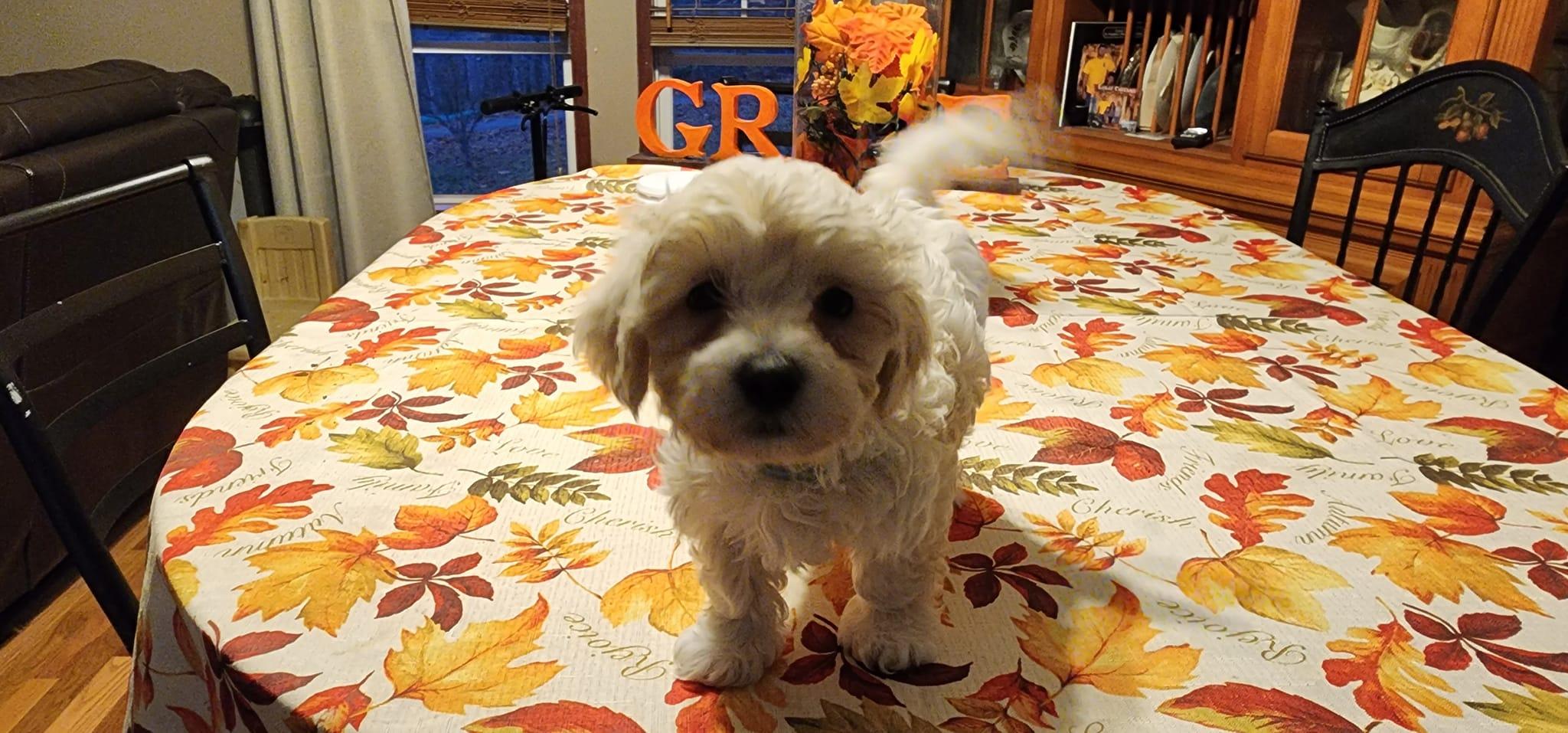 Tedious in Virginia | Companion Cross puppies | Good Dog