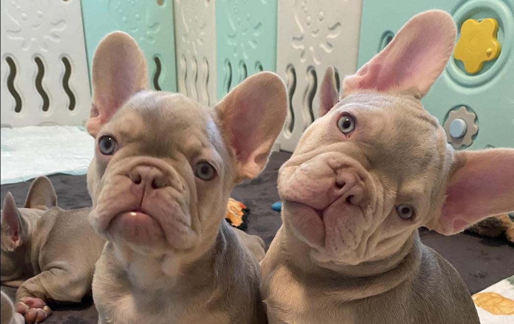 Notorious Frenchies in Washington | French Bulldog puppies | Good Dog