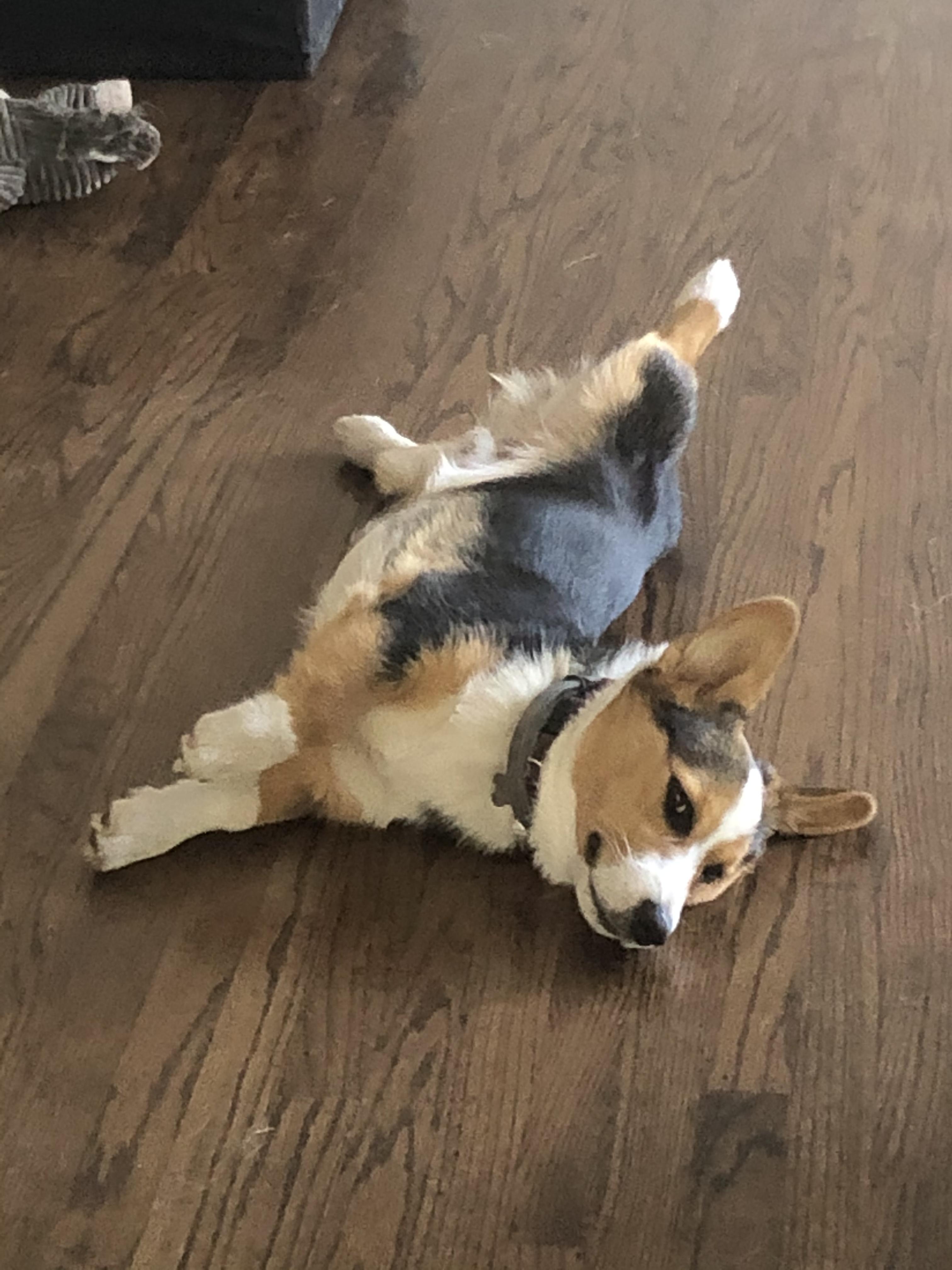 Galaxy of Corgi in California | Pembroke Welsh Corgi puppies | Good Dog