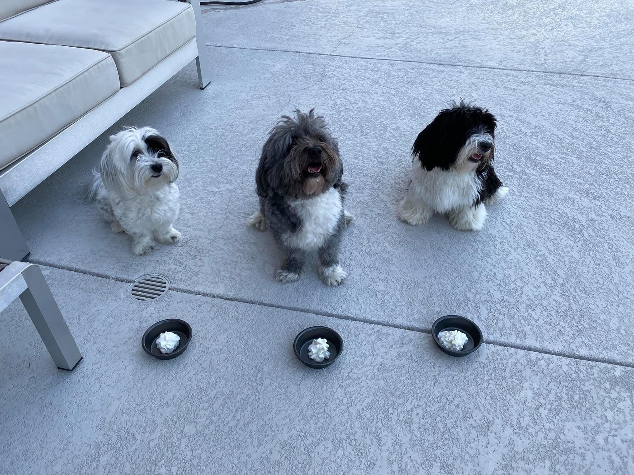 Glenwood Trails Havanese In Plano, Texas in Texas | Havanese puppies ...