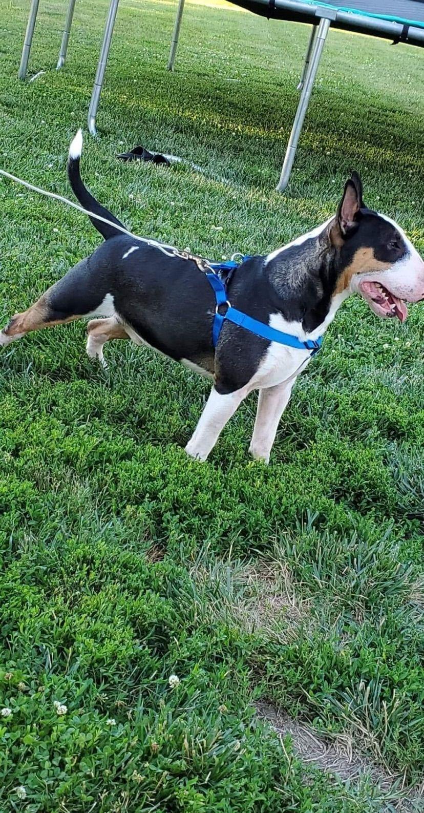 Carlos Hernadez' Bull Terriers in Illinois | Bull Terrier puppies ...