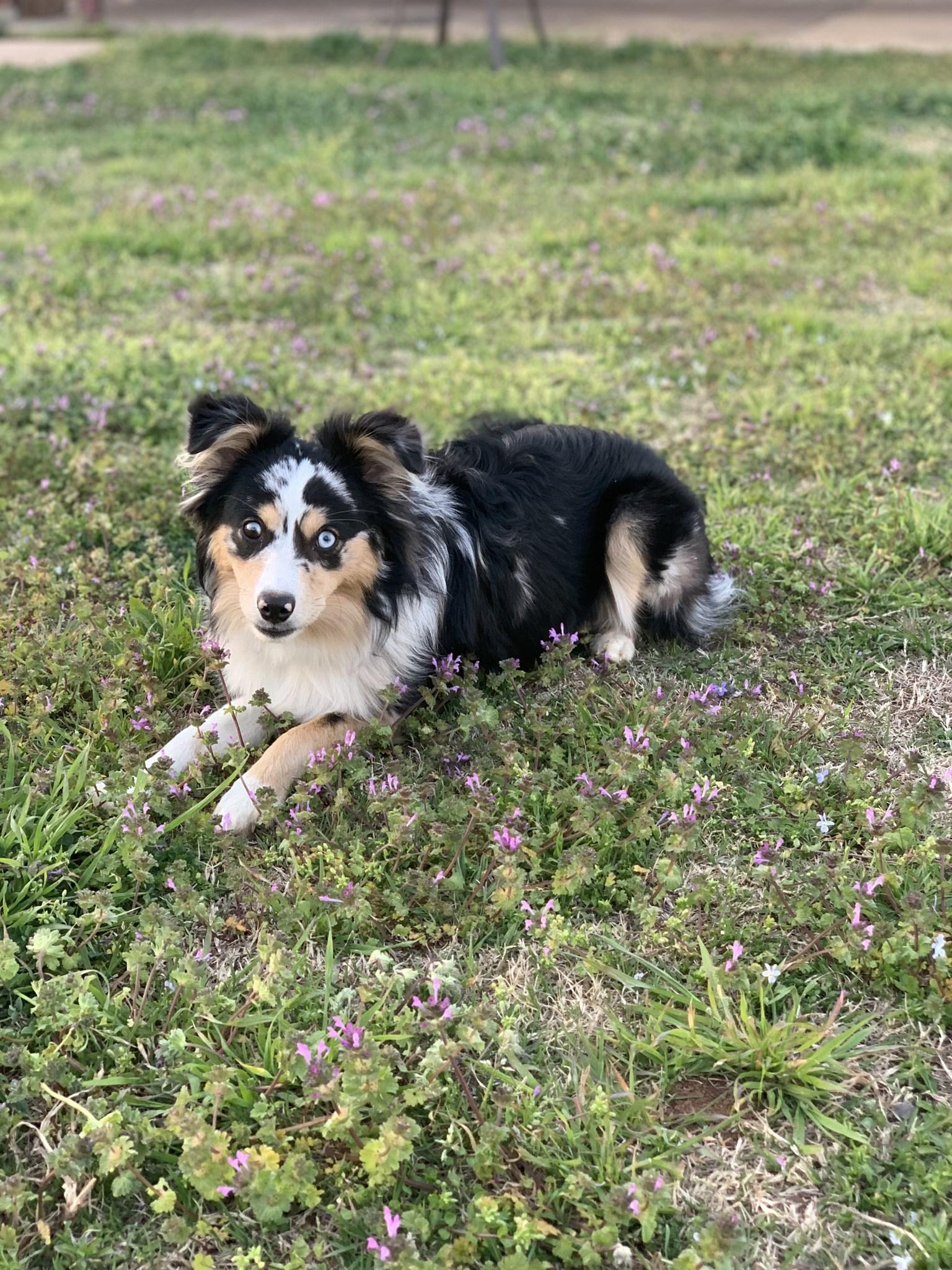 Little Sooner Aussies in Oklahoma | Miniature Australian Shepherd ...