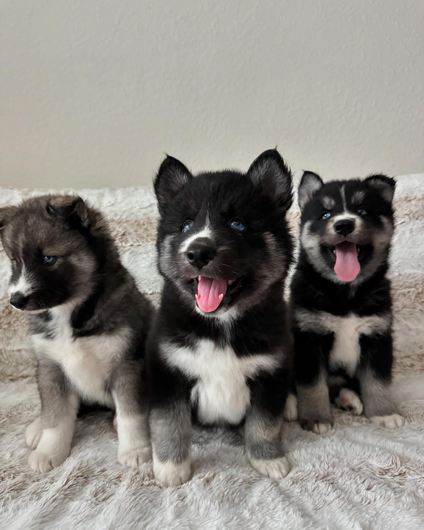 FamilyFur in Florida | Siberian Husky puppies | Good Dog
