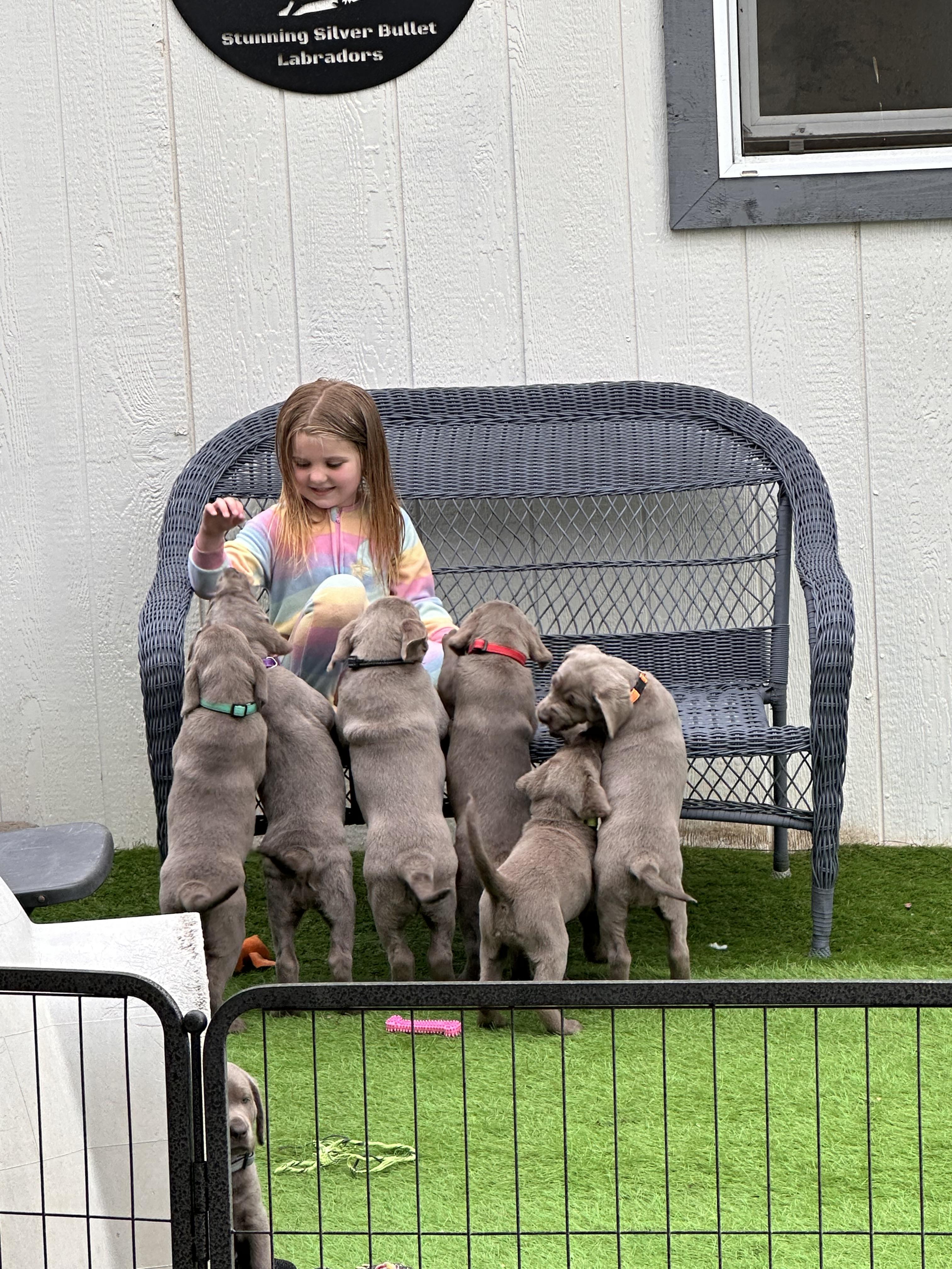 Stunning Silver Bullets Labradors in California | Labrador Retriever ...