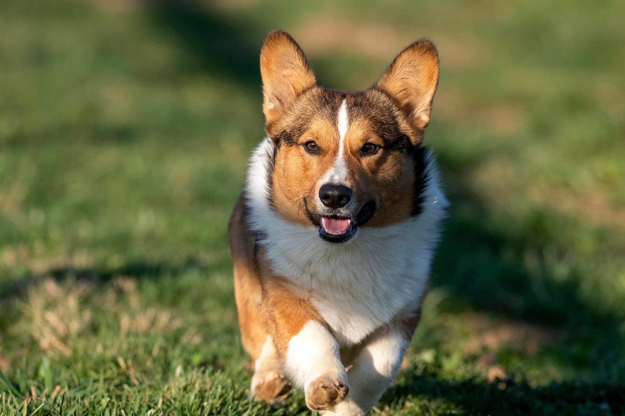 Laurel Glen Farm Corgis in Kentucky | Pembroke Welsh Corgi and American ...