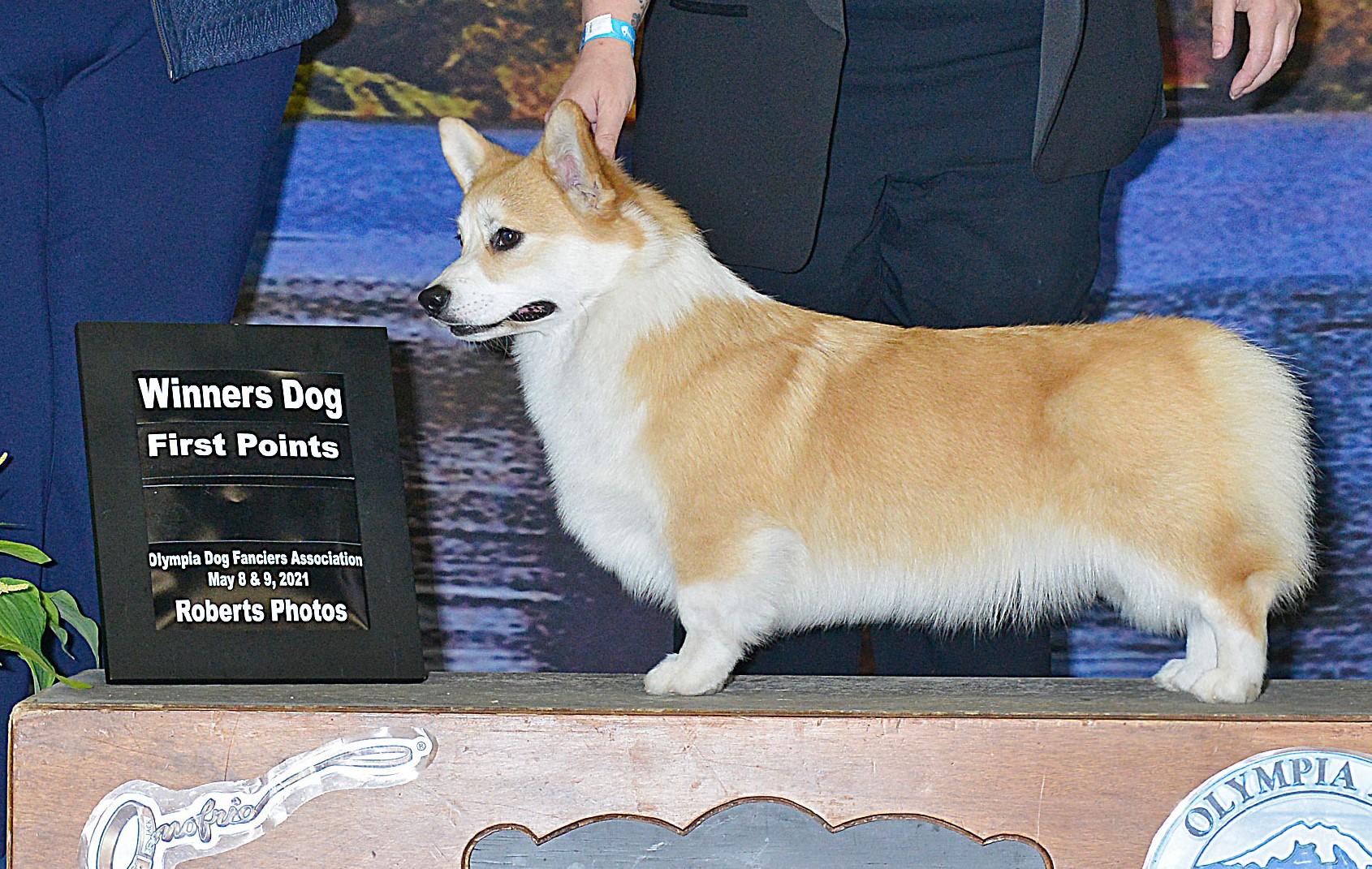 Outlands Corgis in Washington | Pembroke Welsh Corgi puppies | Good Dog