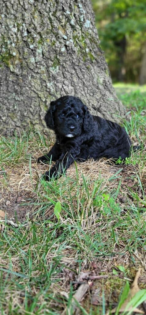 Bryson Doodles in Missouri | Assorted Doodle Crosses puppies | Good Dog