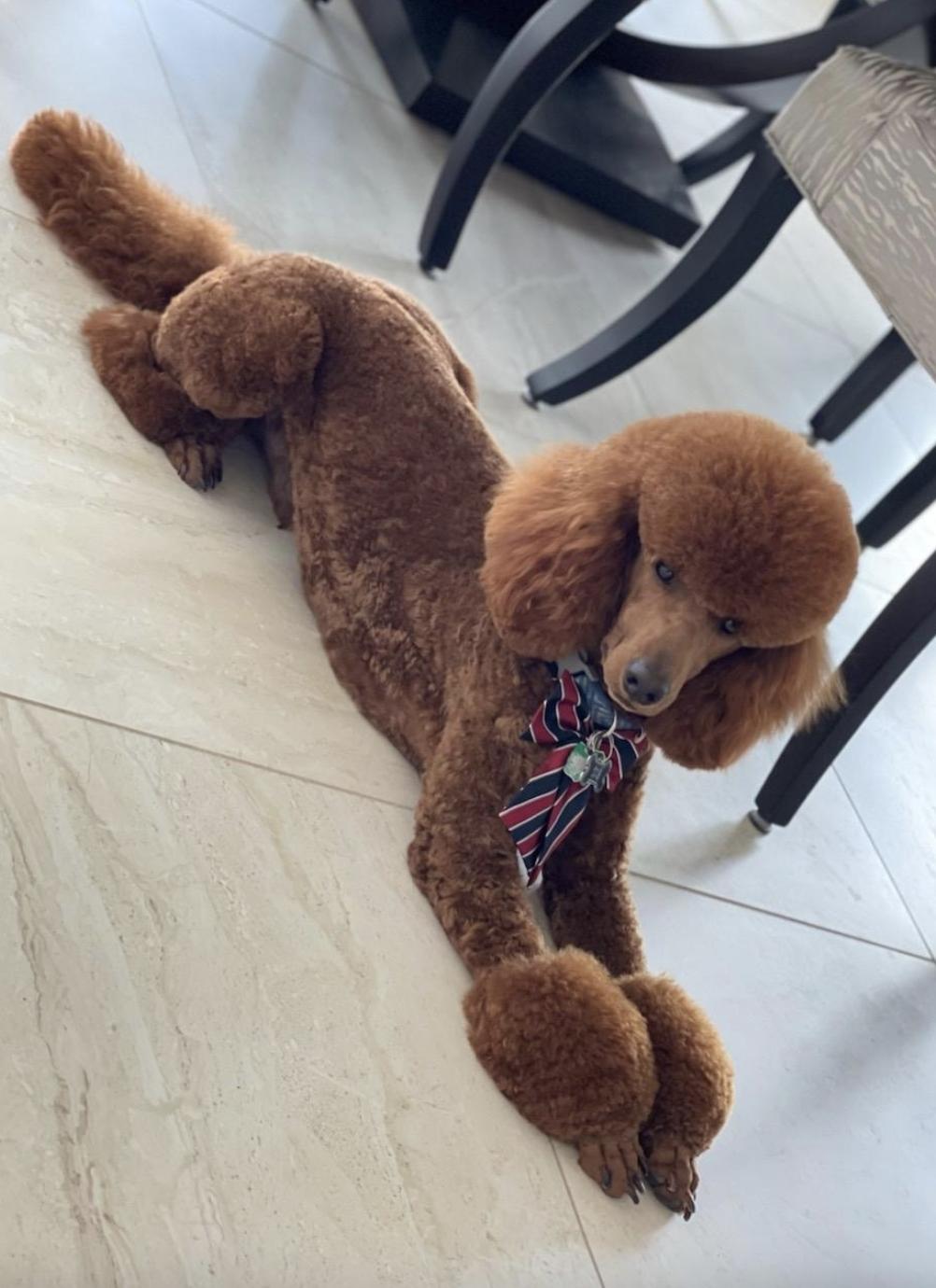 Highland Poodles in Florida | Poodle puppies | Good Dog