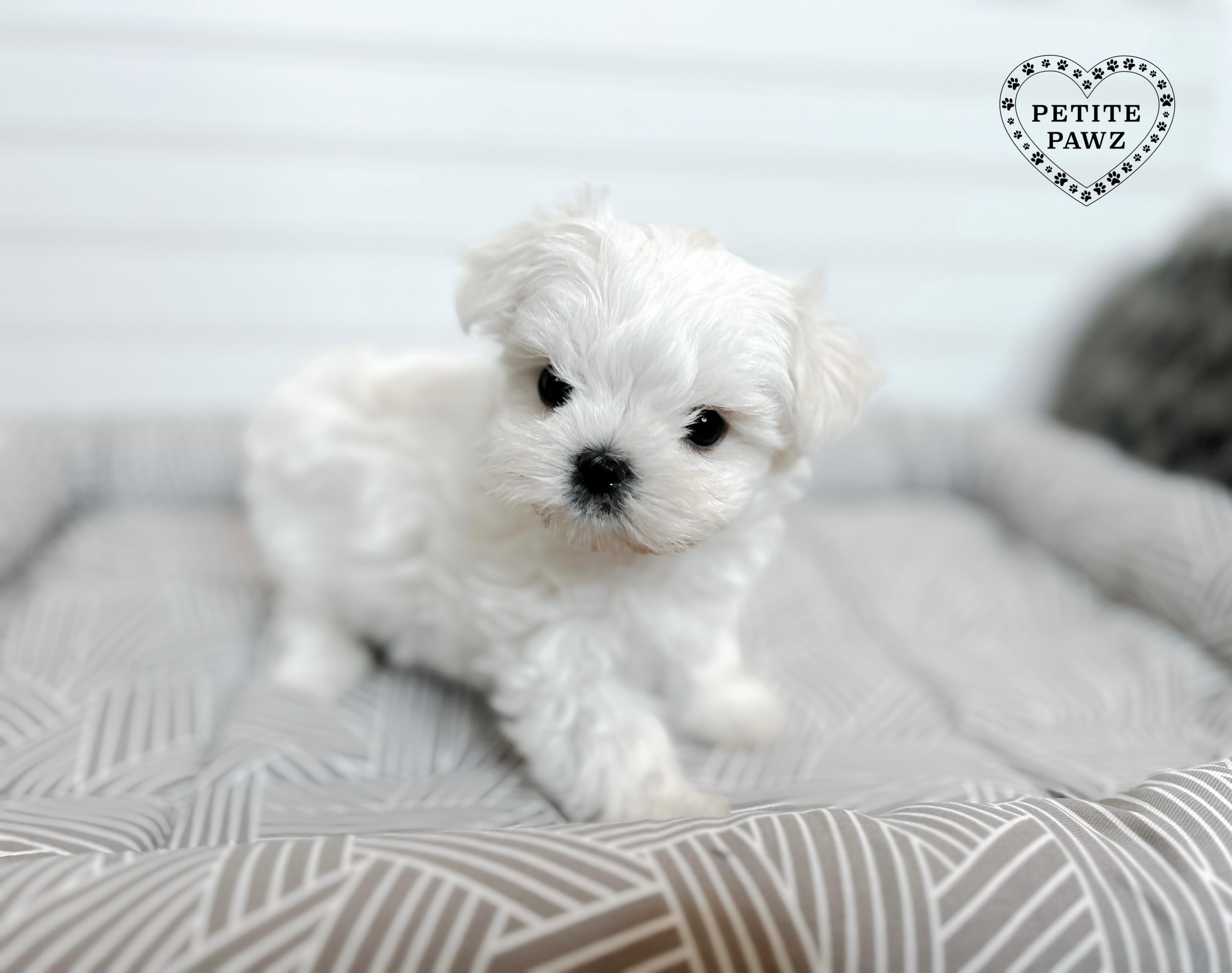 Petite Pawz in Florida | Maltese and Mal-Shi puppies | Good Dog