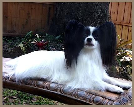 Magnolise/RuxaLev Papillons in Florida | Papillon puppies | Good Dog