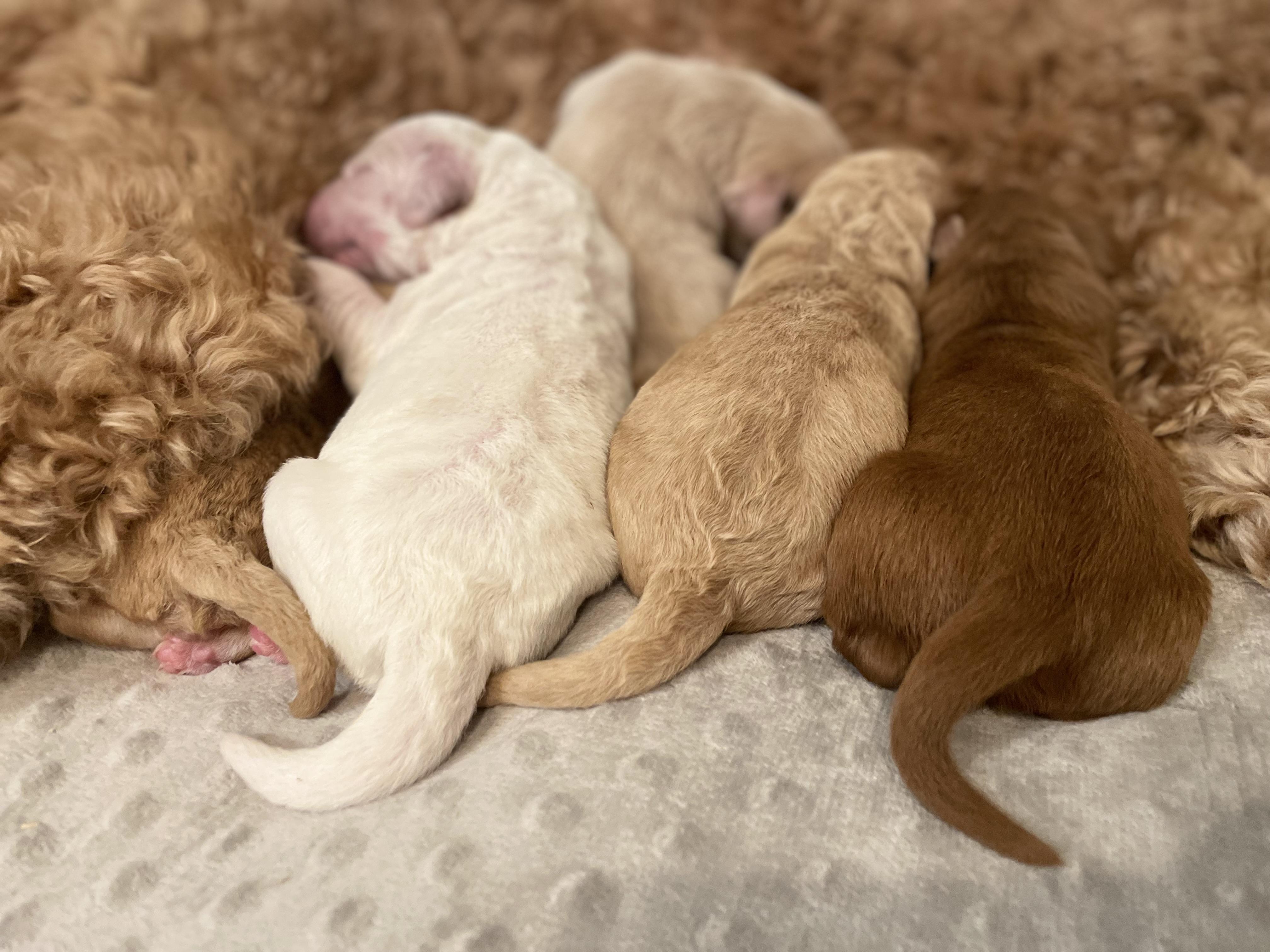 Teddy Grace Doodles in Texas | Goldendoodle puppies | Good Dog