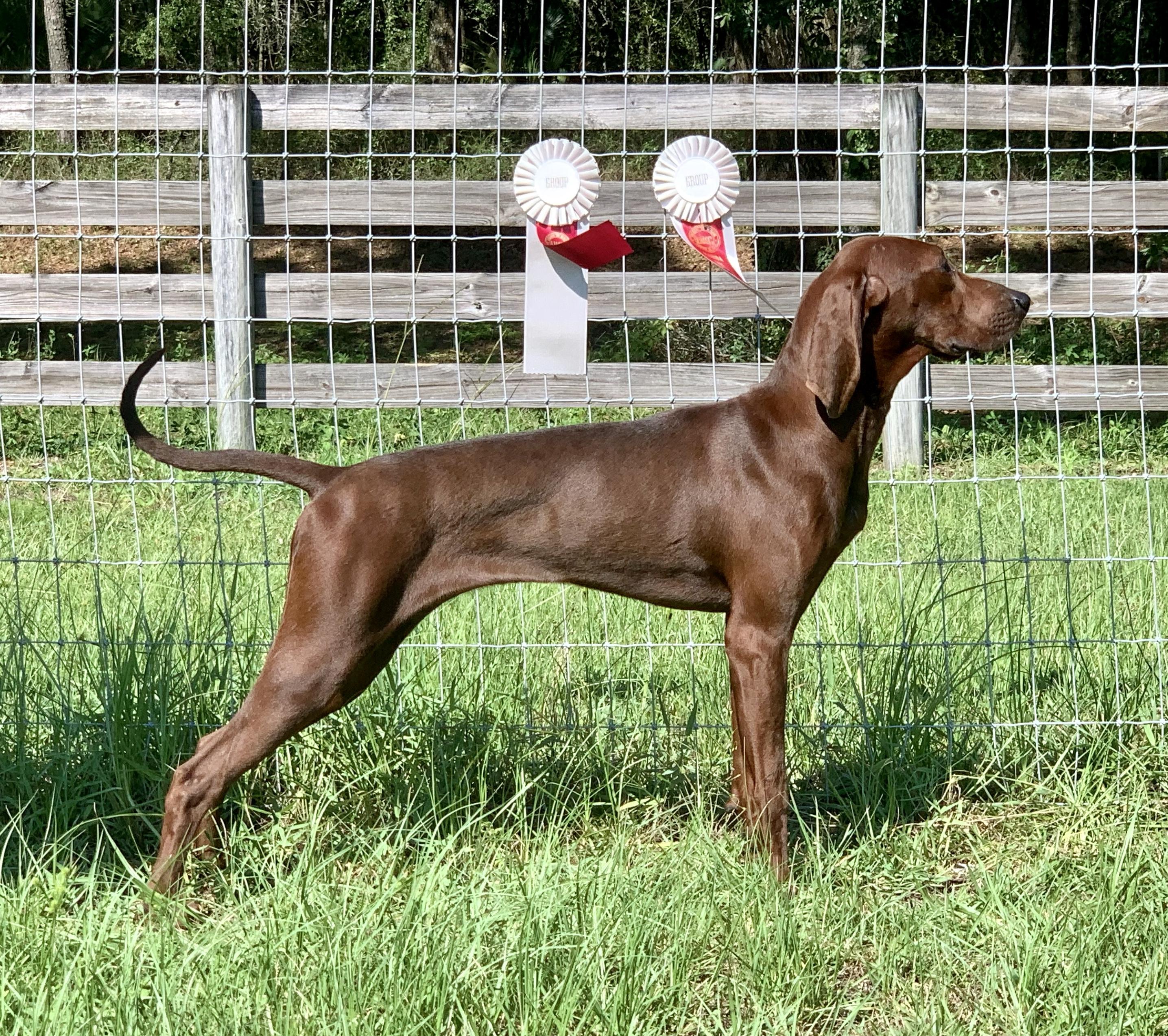 Warrior River Kennels in Alabama | Catahoula Leopard Dog and Redbone ...