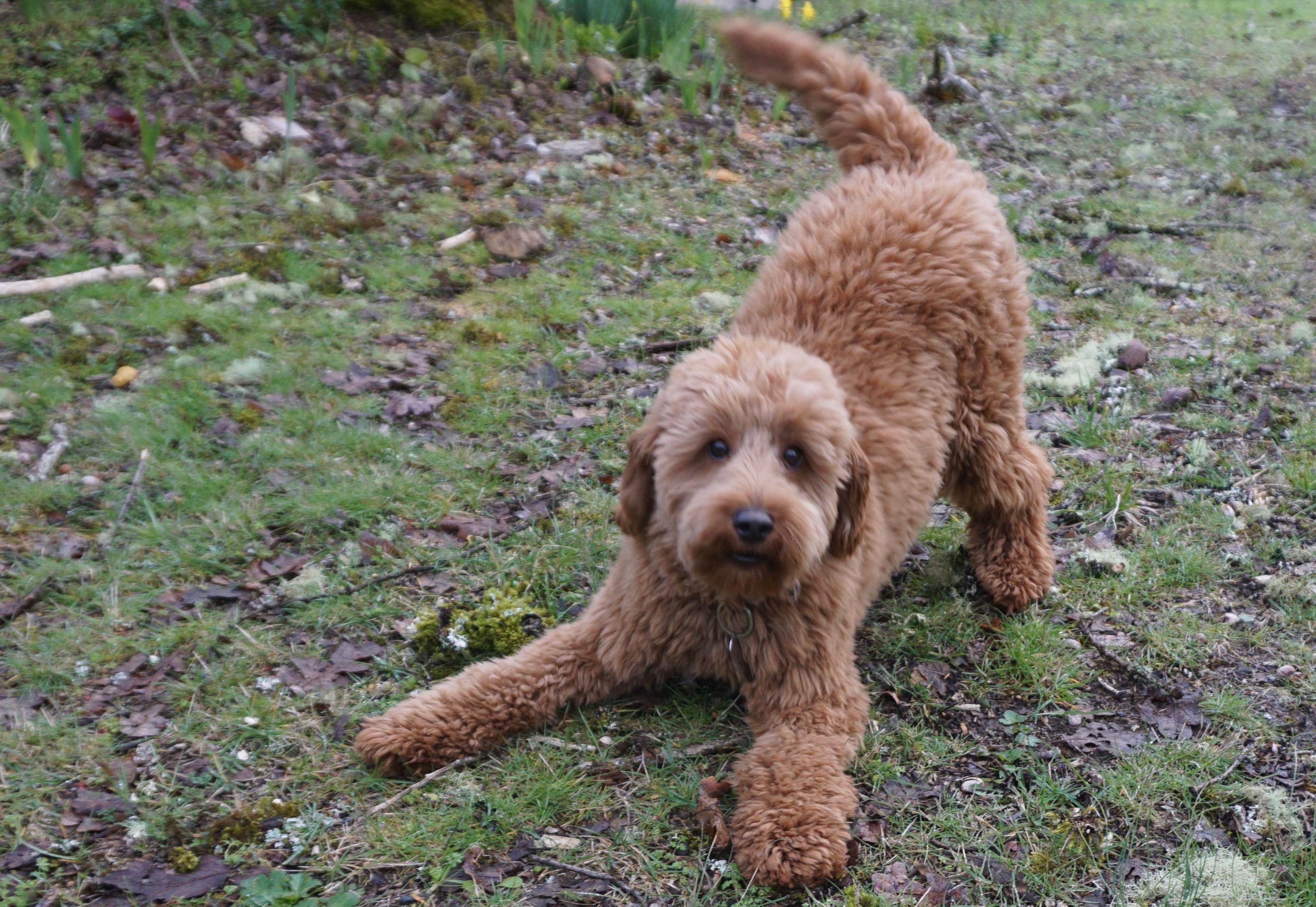 Freedom Labradoodles in Oregon | Australian Labradoodle puppies | Good Dog