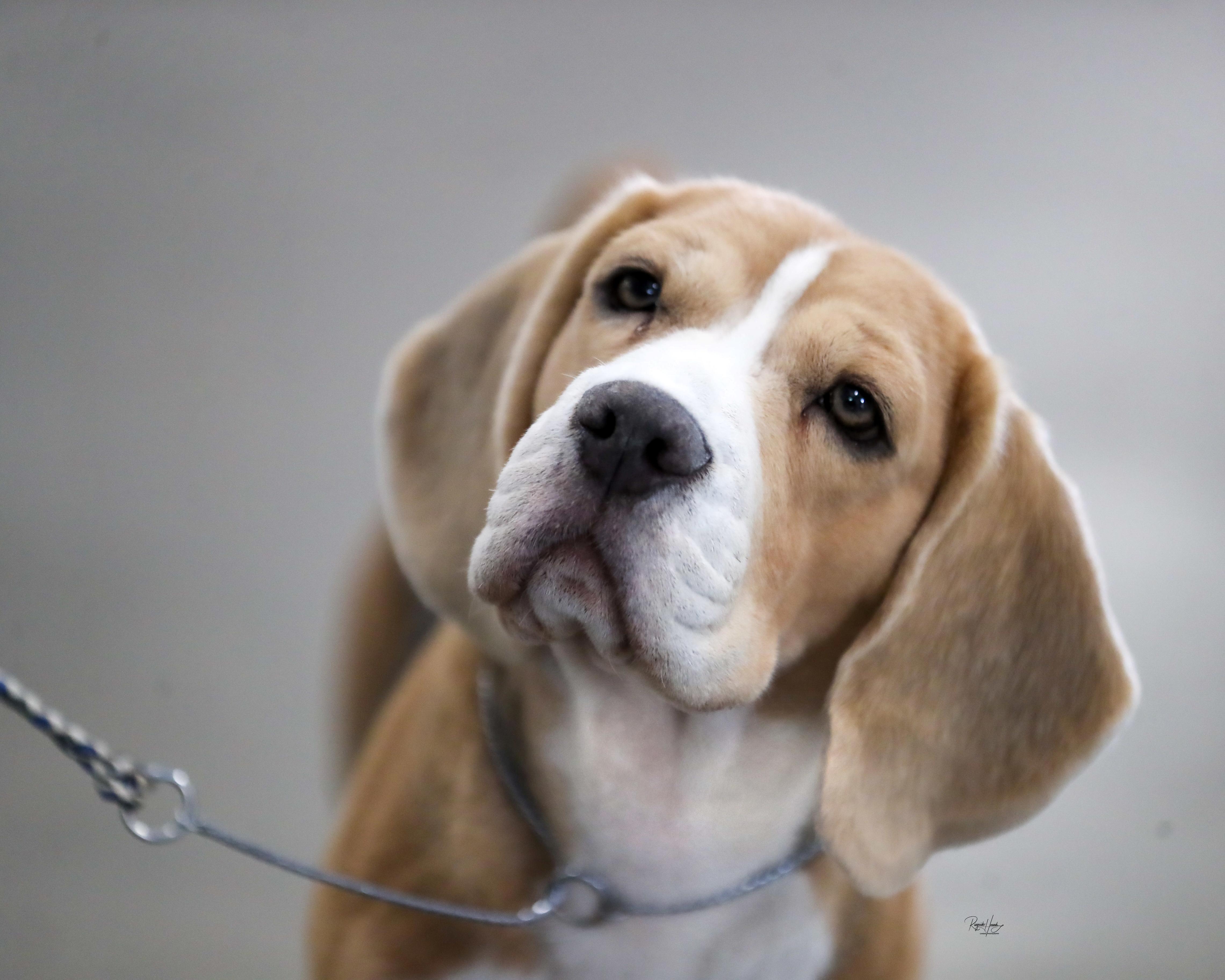 Epic Beagles in California | Beagle puppies | Good Dog