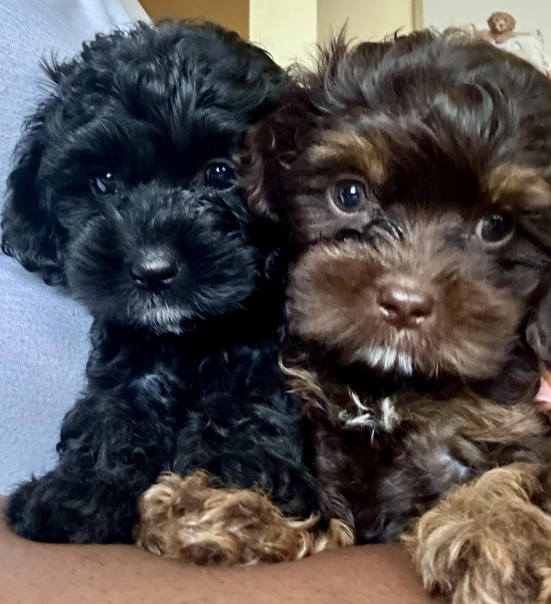 Top Notch Pupz in Florida | Cockapoo, Poodle, Yorkipoo or Yorkshire ...
