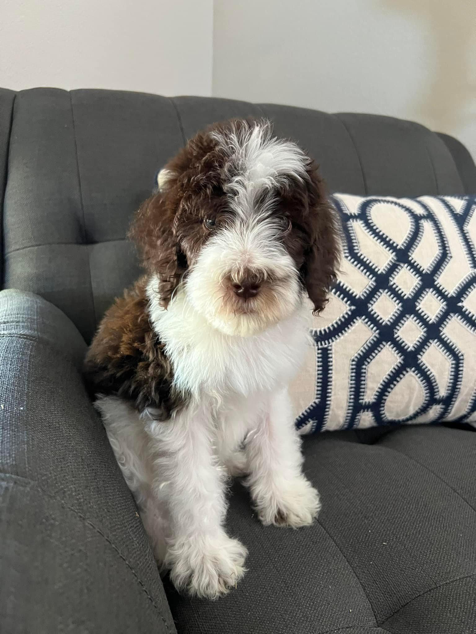 Sunburst Doodles in Arizona | Bernedoodle and Goldendoodle puppies ...