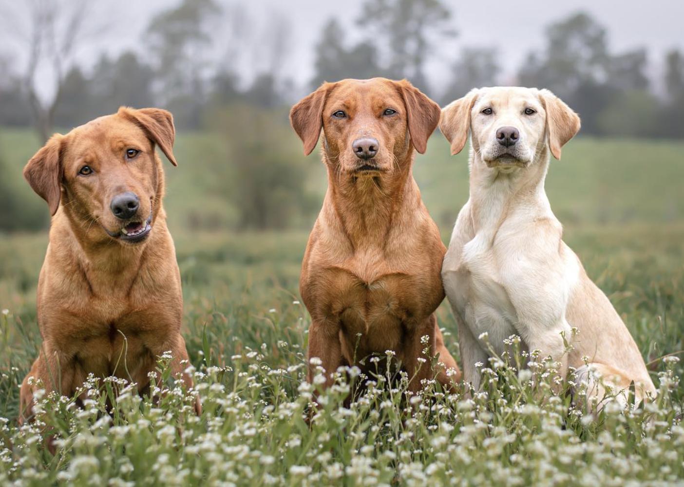 Horizon Retrievers in North Carolina | Labrador Retriever puppies ...