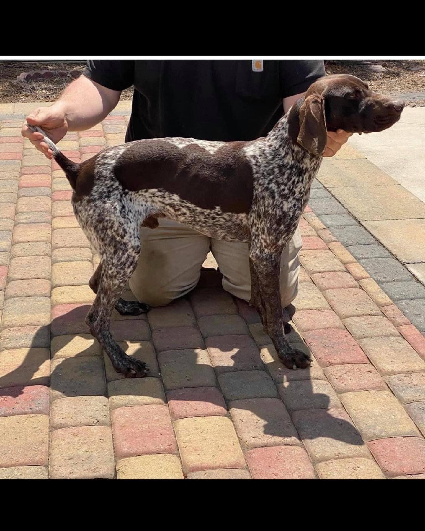 Turkey Creek Farm and Kennel in South Carolina | German Shorthaired ...