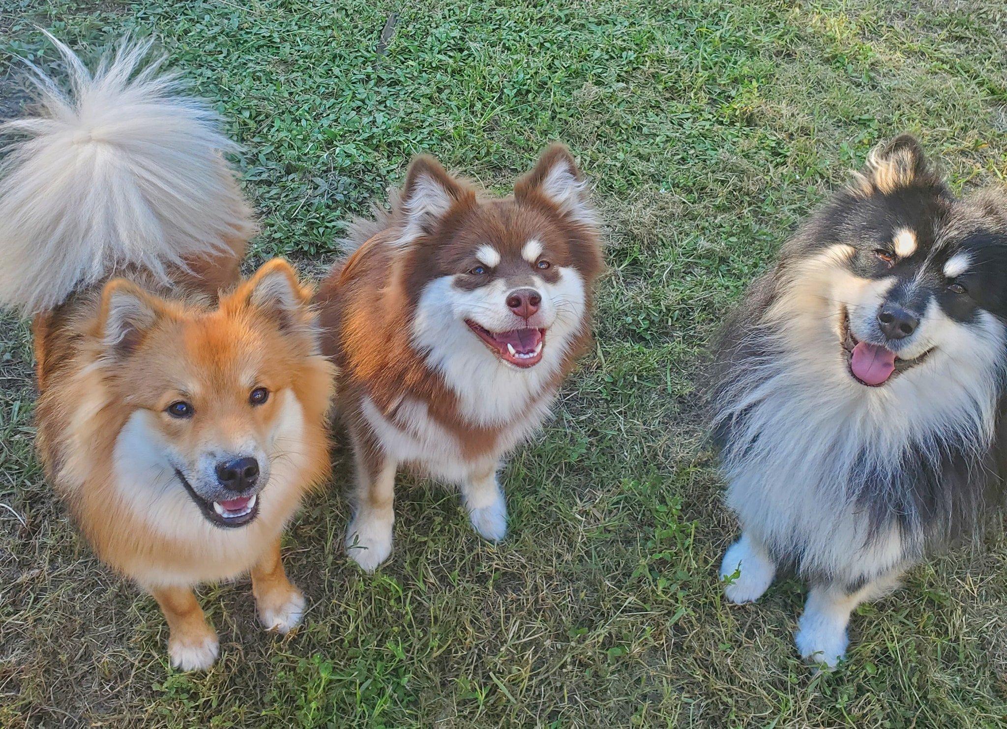 Seahaven Finnish Lapphunds in Florida | Finnish Lapphund puppies | Good Dog