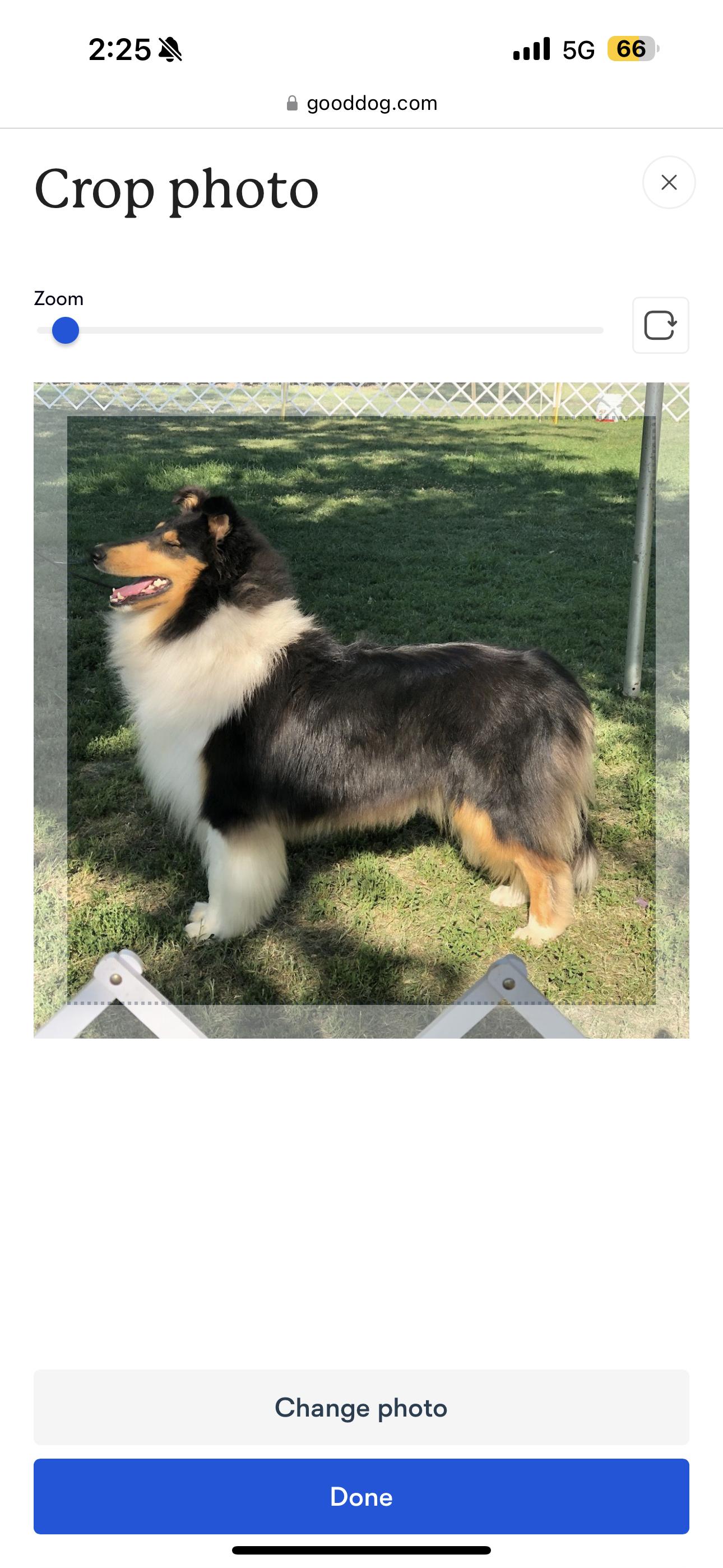 Gambit Collies in California | Collie puppies | Good Dog