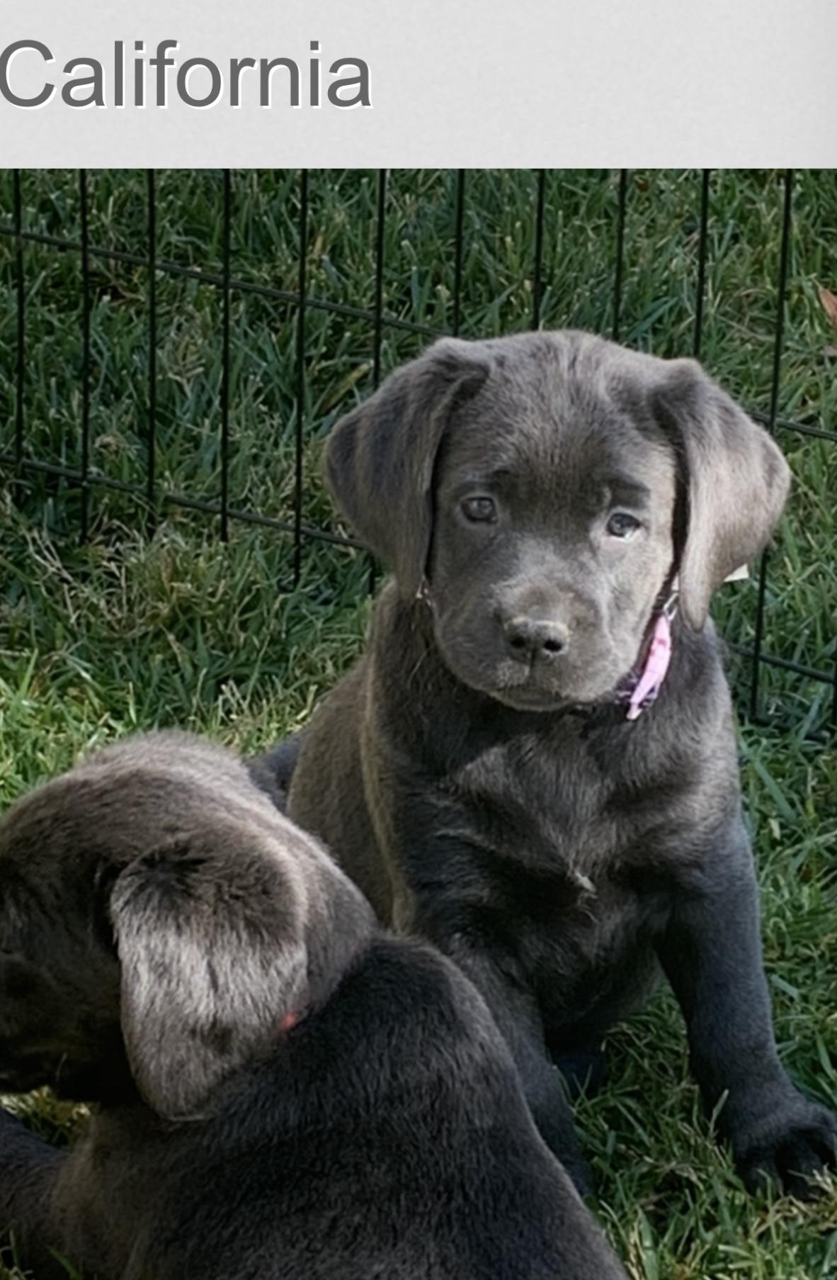Silver Labrador of Southern California in California | Labrador ...