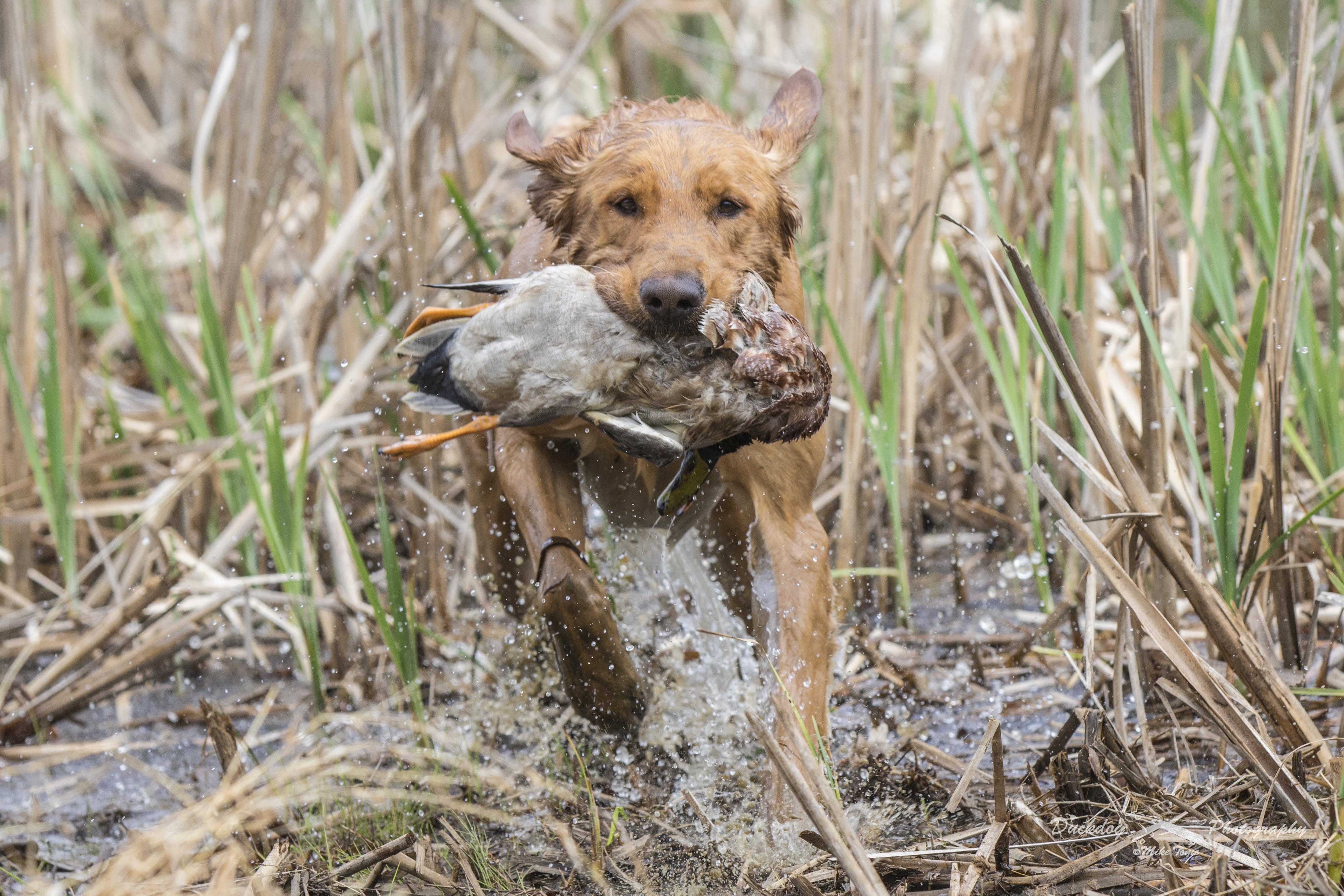 Cedar Mountain Retrievers in Virginia | Labrador Retriever puppies ...