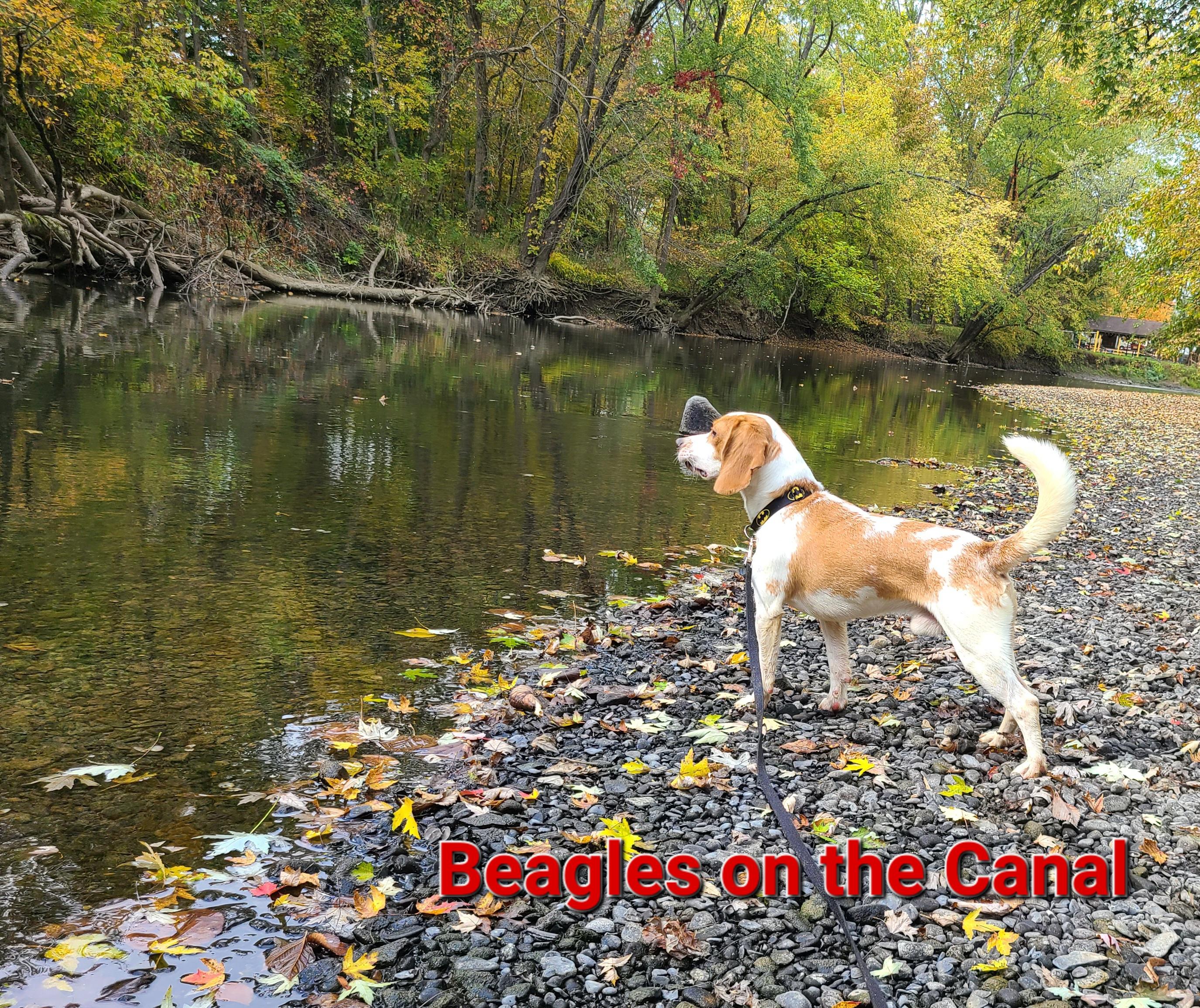 Beagles on the Canal in Ohio | Beagle puppies | Good Dog