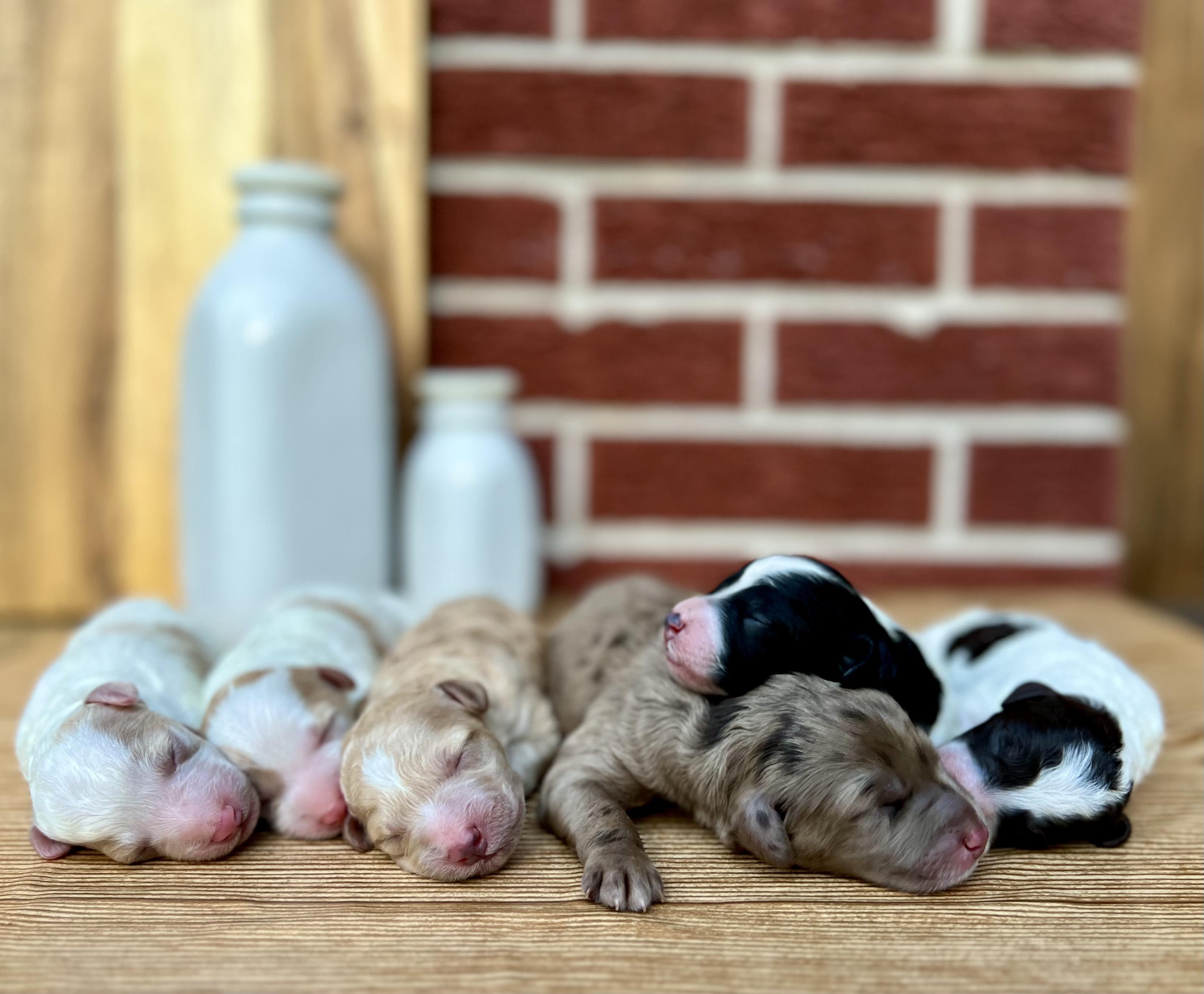 SnickerDoodlePups in Mississippi | Goldendoodle and Poodle puppies ...