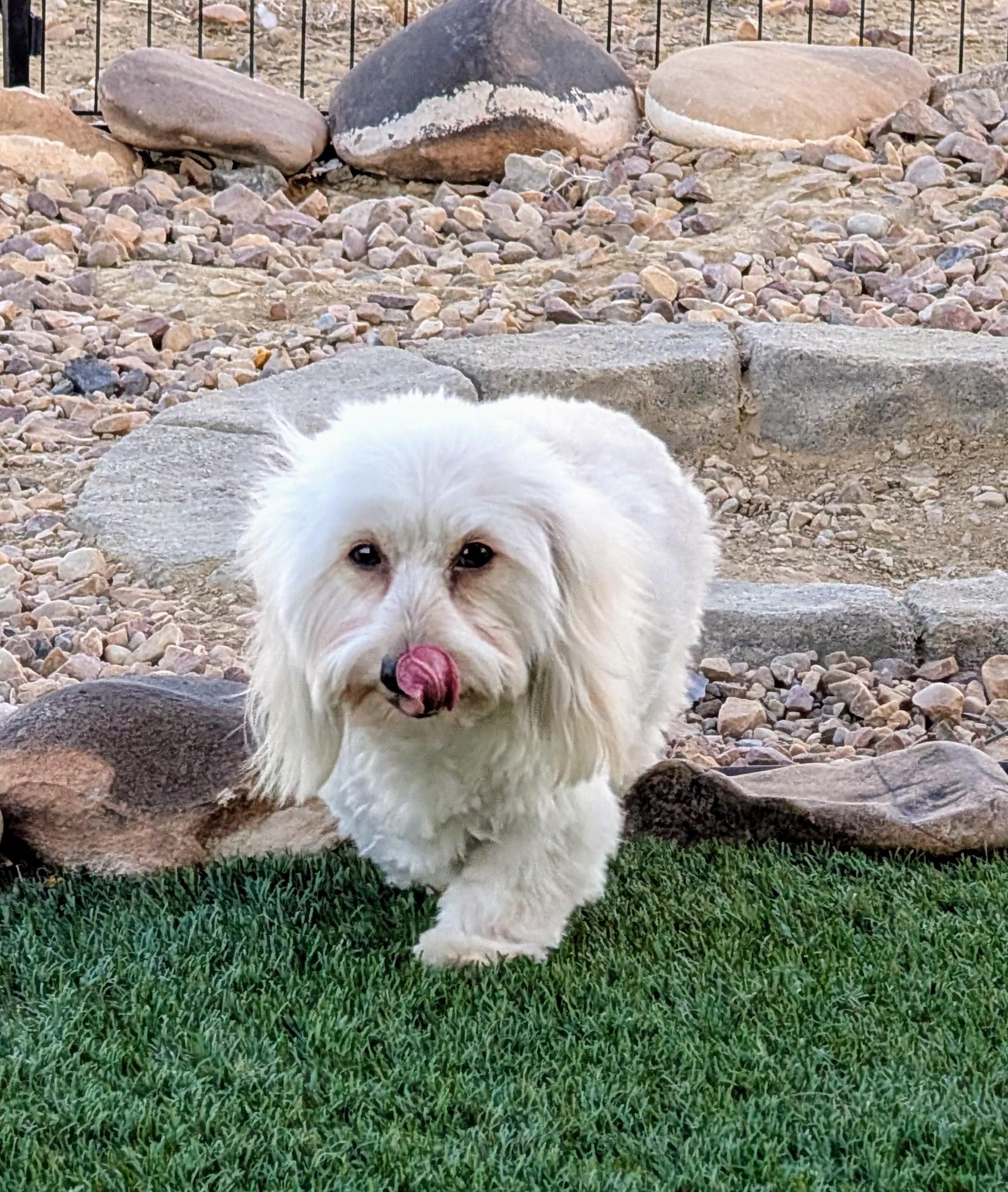HI Desert Hounds in Utah | Basset Hound and Dachshund puppies | Good Dog