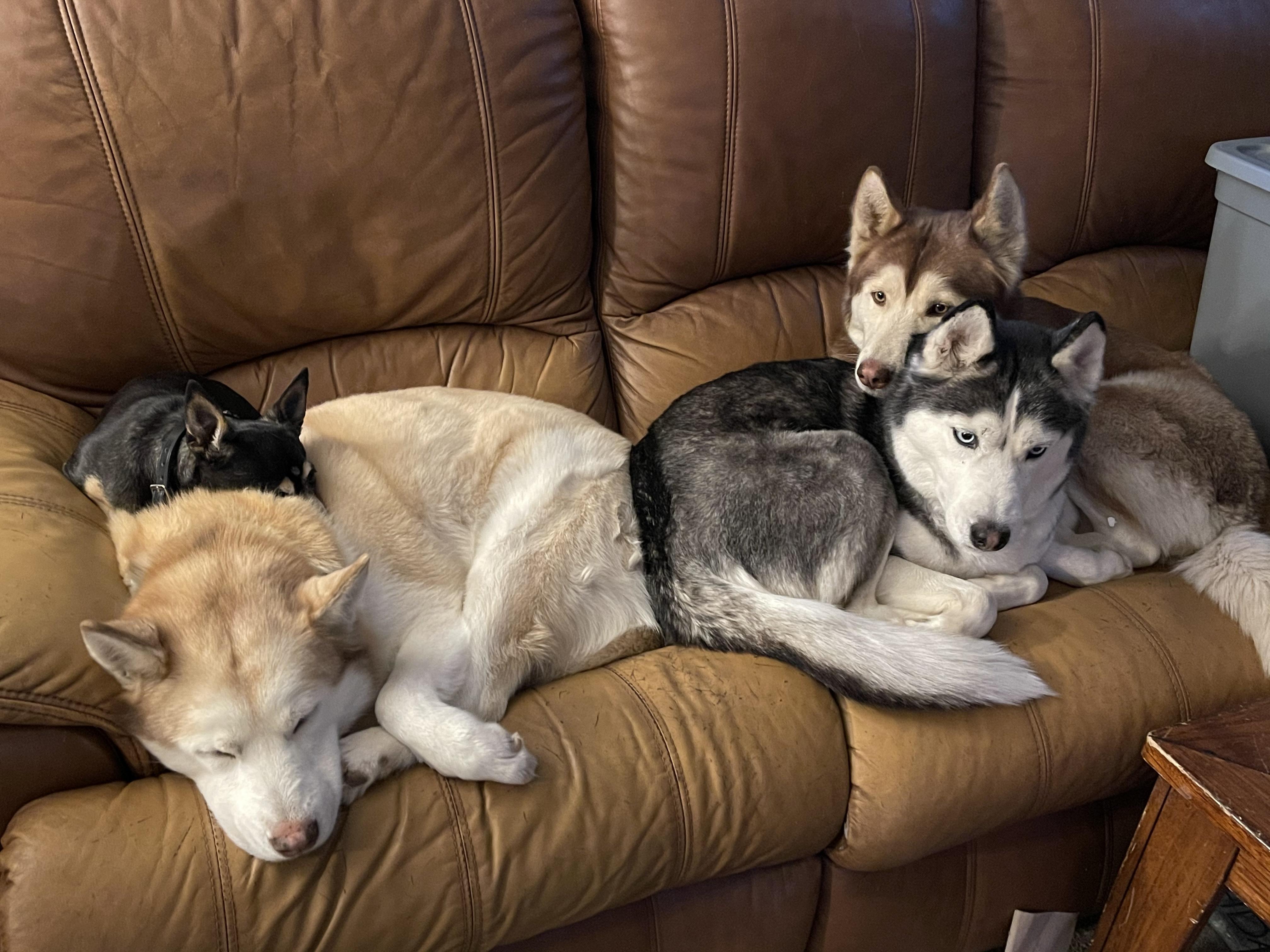 Husky in California | Siberian Husky puppies | Good Dog