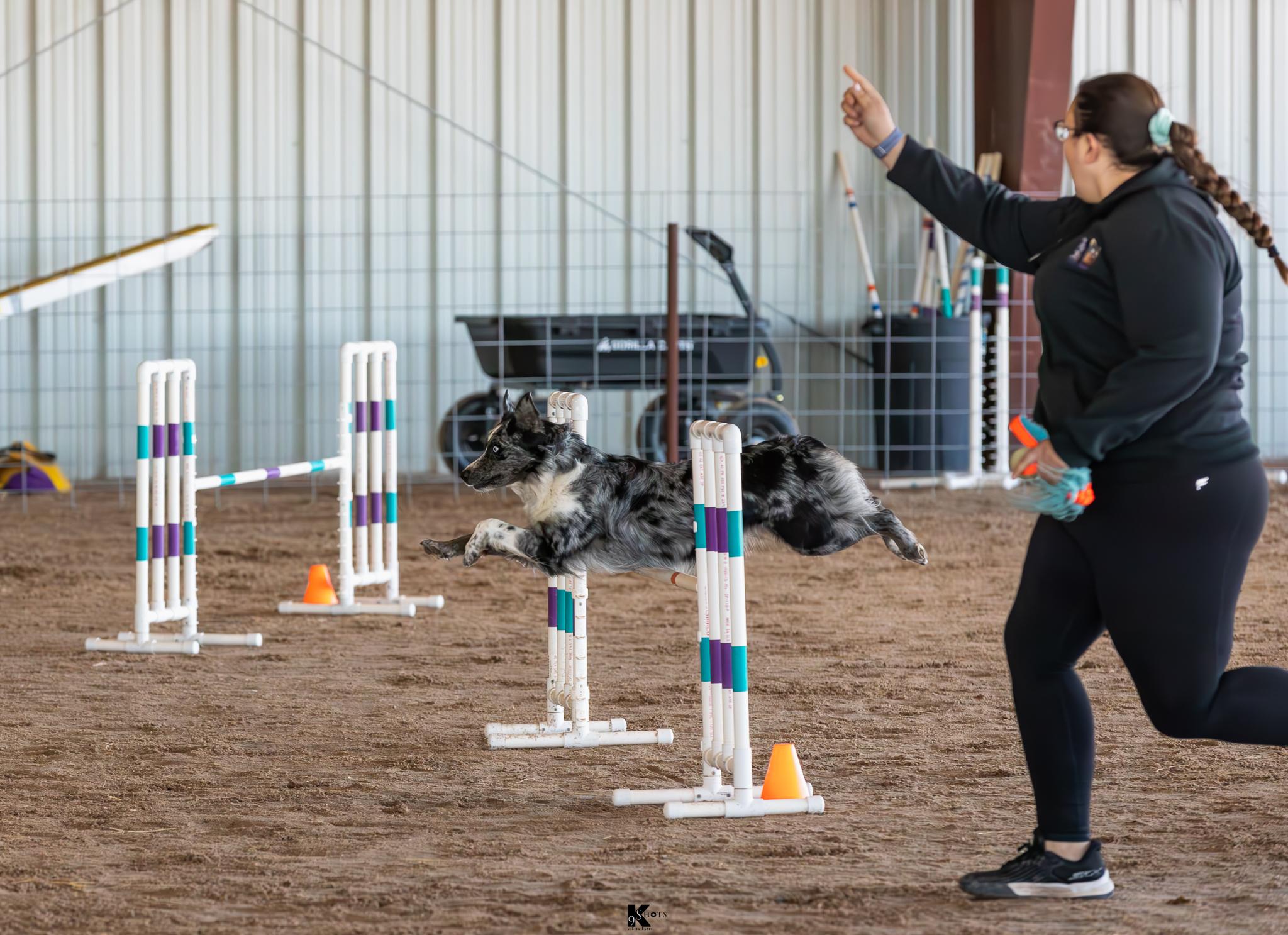 Limitless Australian Shepherds in New Mexico | Australian Shepherd ...