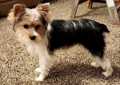 Harper's Yorkies in New York | Yorkshire Terrier puppies | Good Dog