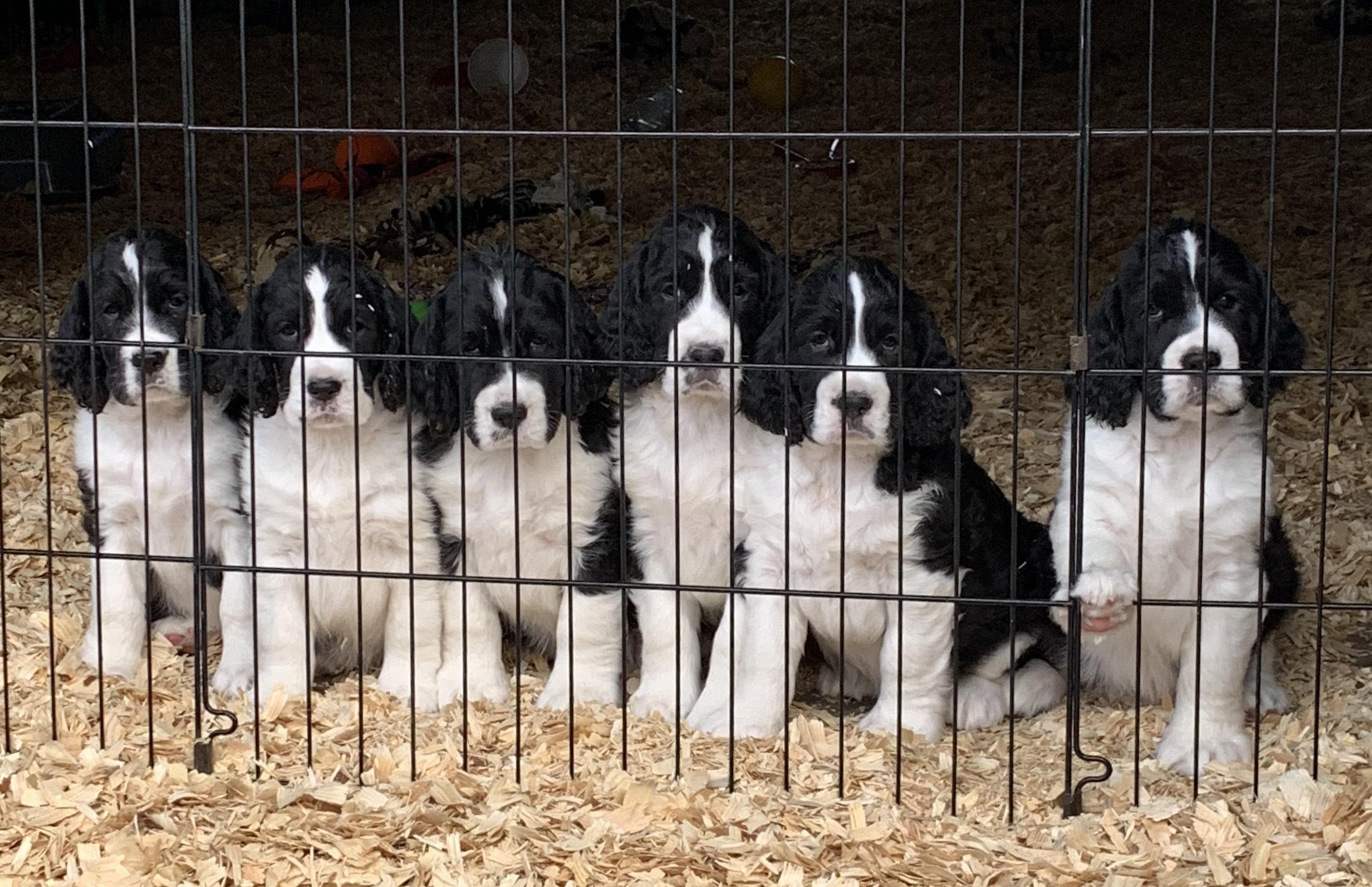 Polesitter English Springer Spaniels in Illinois | English Springer ...