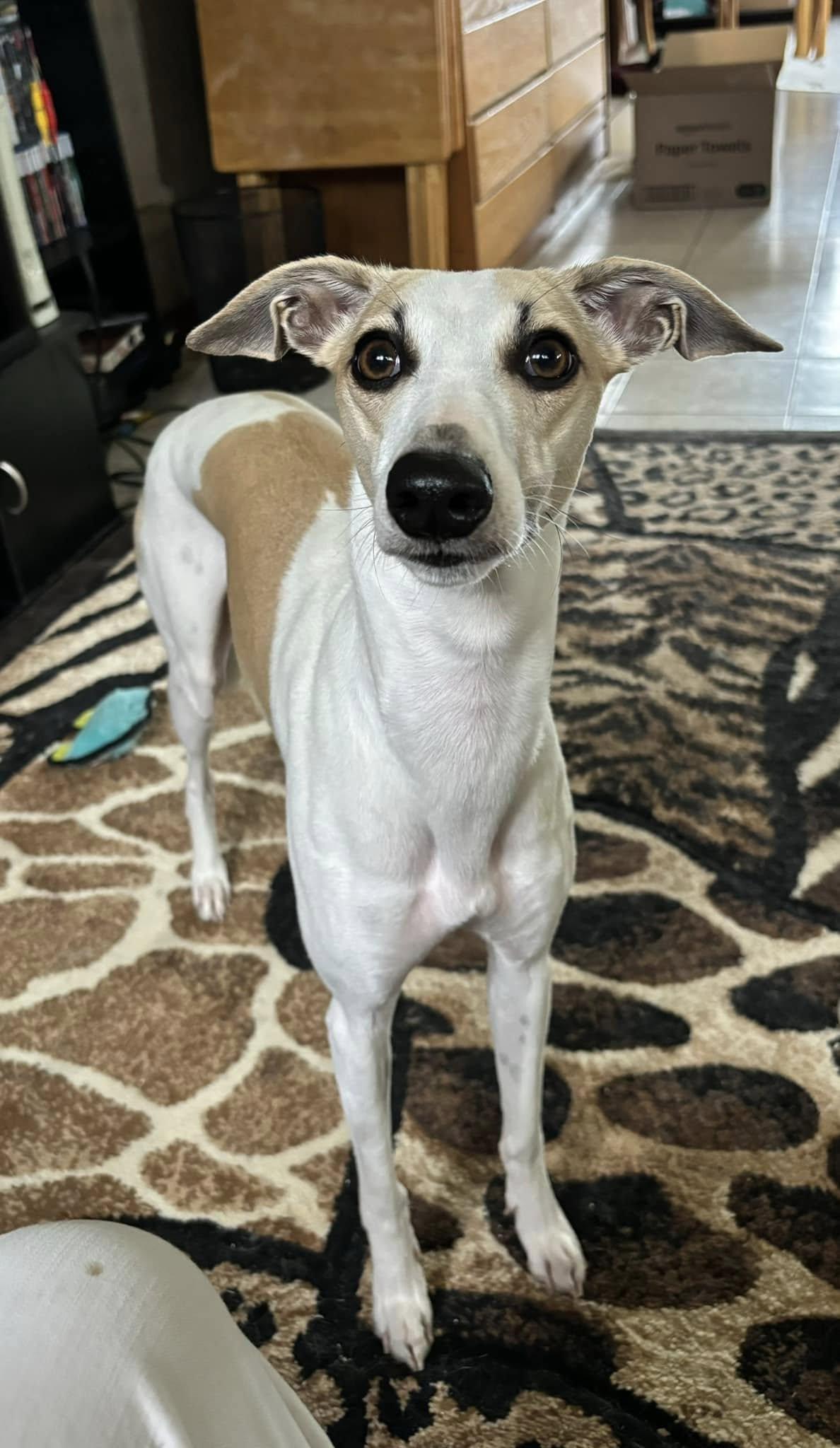 Prairie Fire Windsprites in Wisconsin | Windsprite puppies | Good Dog