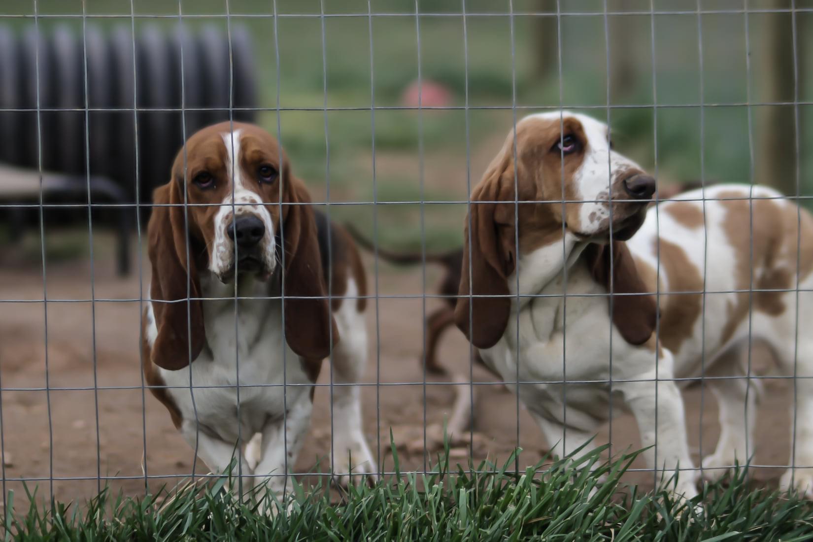 Hornet Hollow Bassets in Virginia | Basset Hound puppies | Good Dog