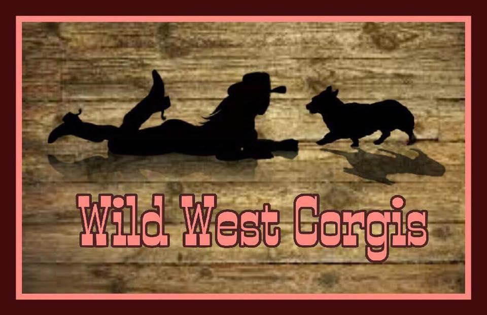 Wild West Corgis of Texas in Texas | Pembroke Welsh Corgi puppies ...
