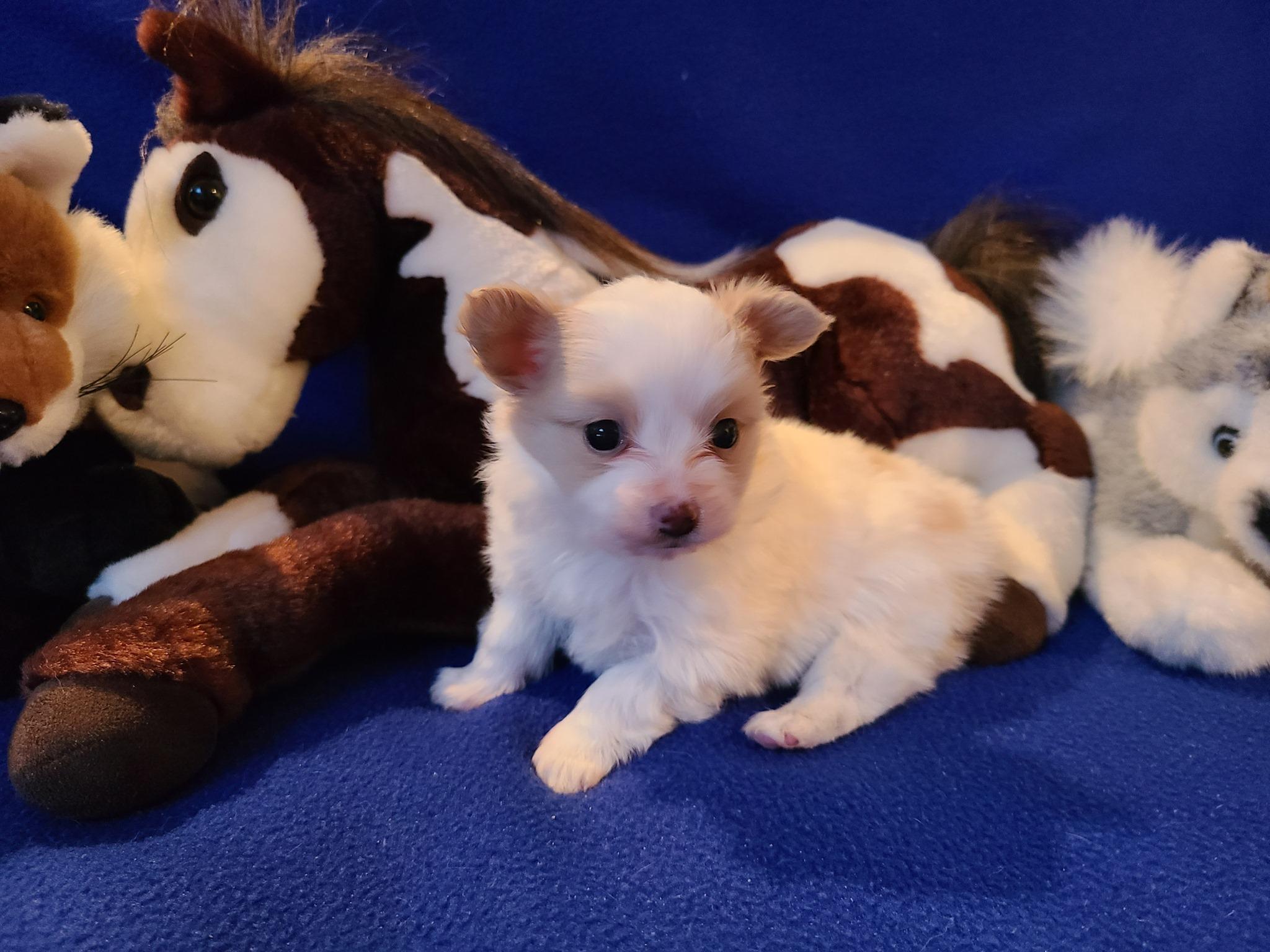 Walnut Grove Papillons in South Carolina | Papillon puppies | Good Dog