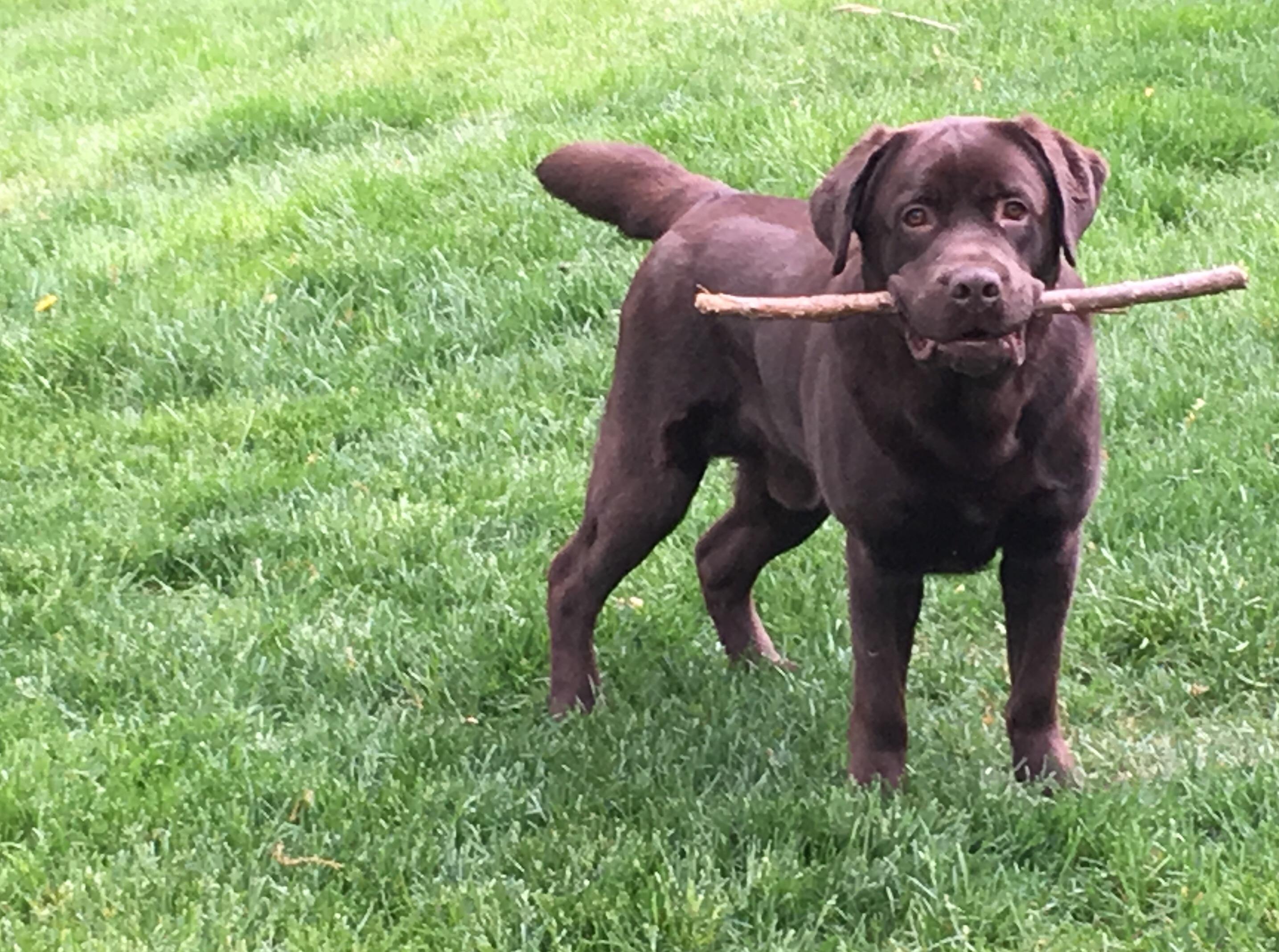 Viklan Labradors in Virginia | Labrador Retriever puppies | Good Dog
