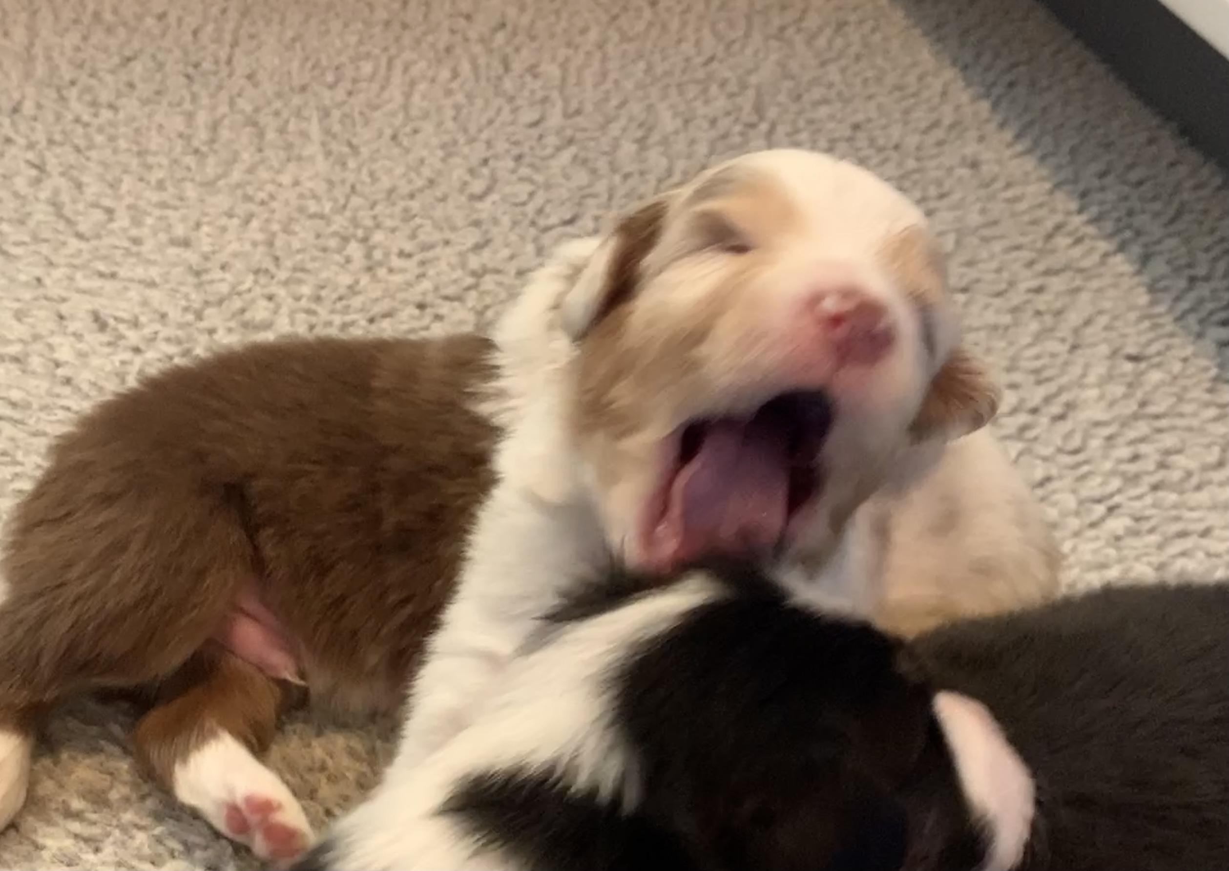 SnowFire Australian Shepherds in Colorado | Australian Shepherd puppies ...