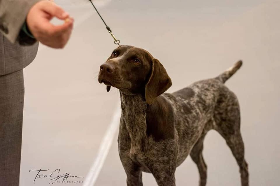 Marie's German Shorthaired Pointers in Nebraska | German Shorthaired ...