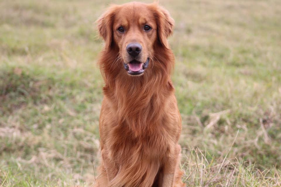 GoldenRae Retrievers in Texas | Golden Retriever puppies | Good Dog
