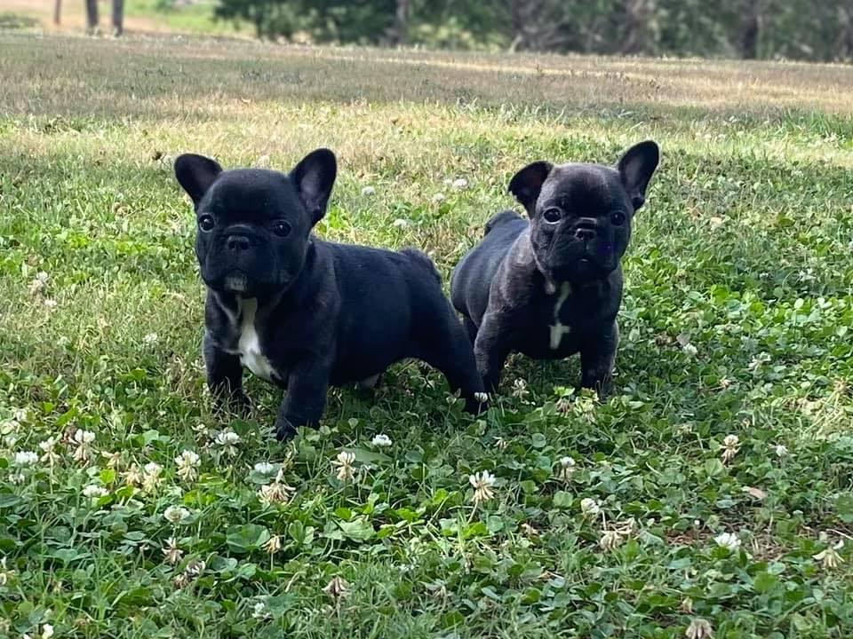 Fancy Face Frenchies in Alabama | French Bulldog puppies | Good Dog