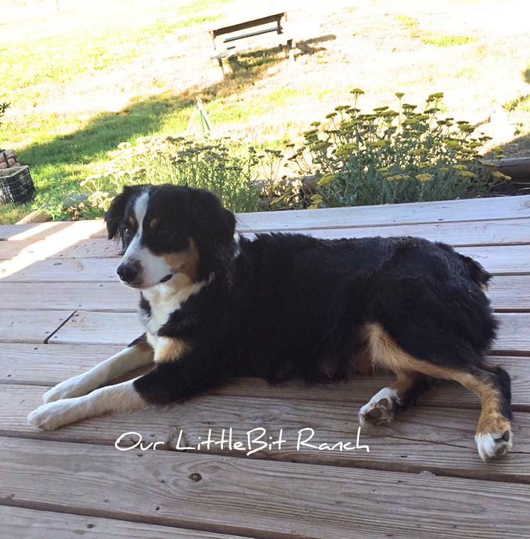 Our LittleBit Ranch in Colorado | Miniature Australian Shepherd puppies ...